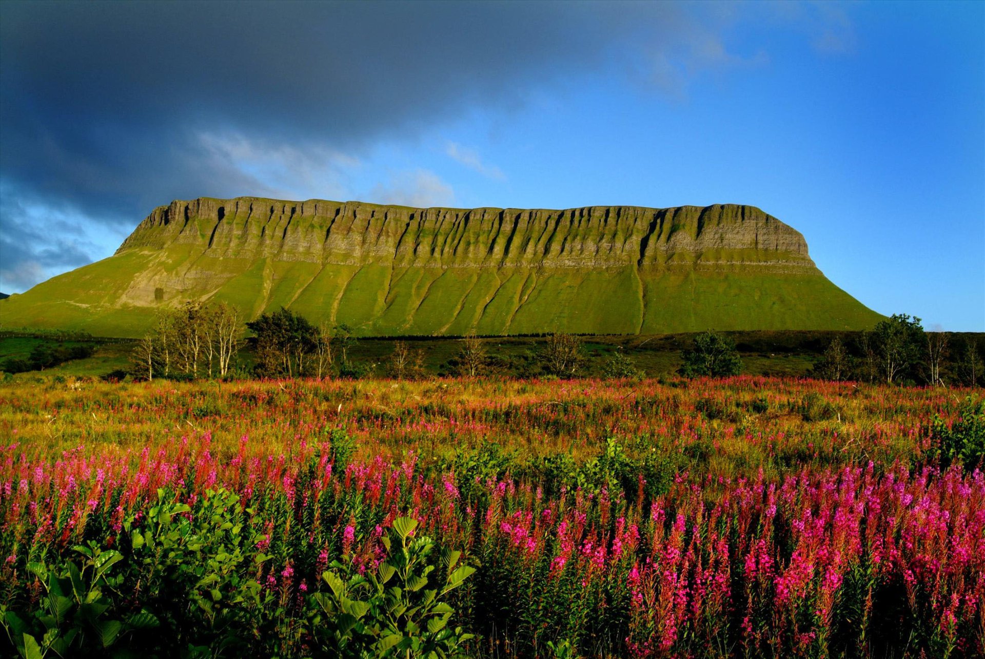 Flat-Top Plateau & Wildflowers — HD Nature Wallpaper