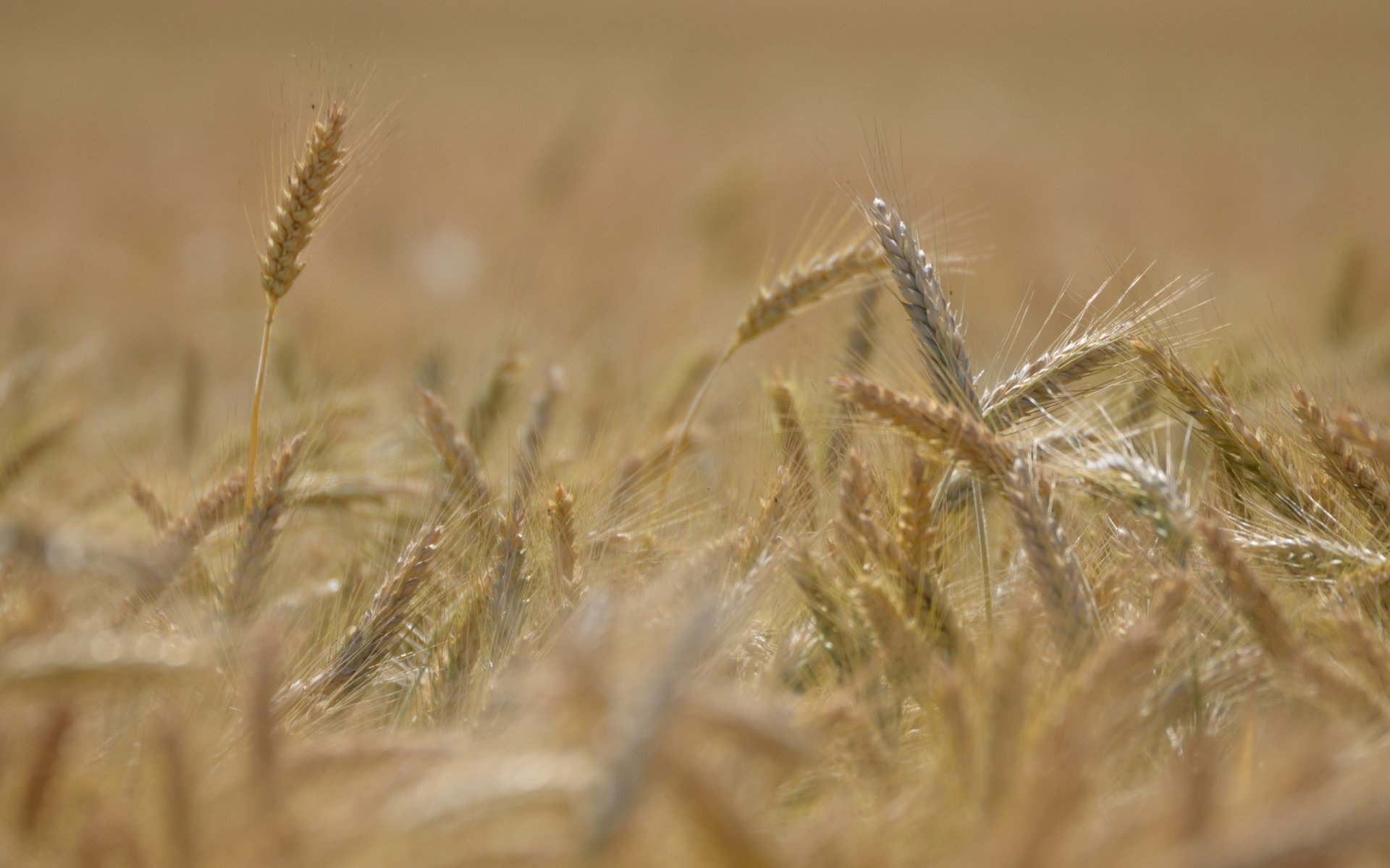Download Nature Wheat HD Wallpaper | 2560x1600 | Wallpaper Abyss