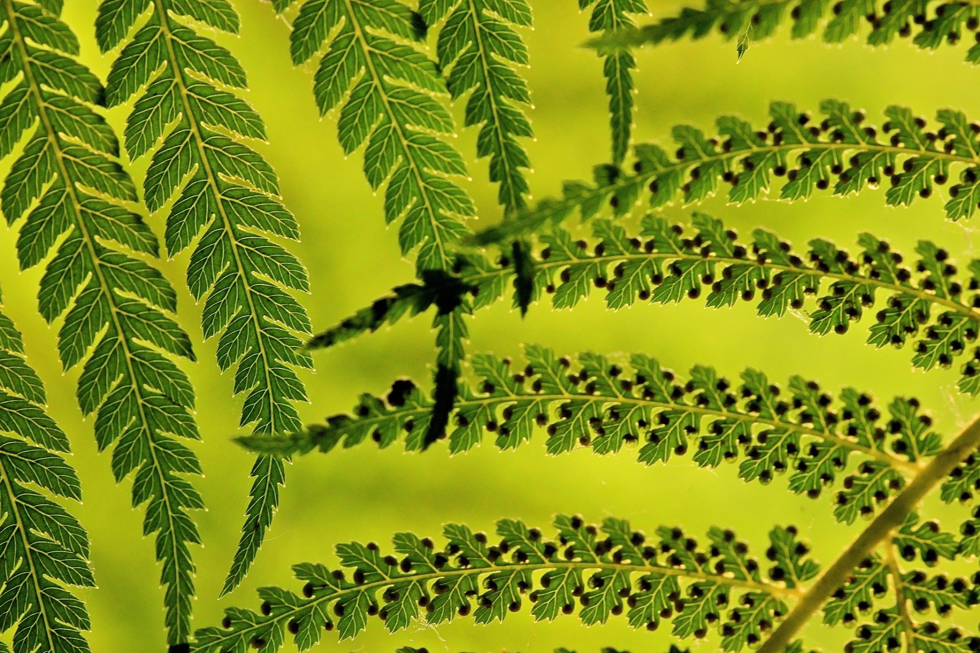Emerald Fern Close-Up — HD Nature Wallpaper