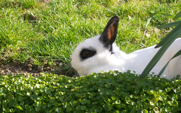 2160x1440 HD Wallpapers - Download For FREE