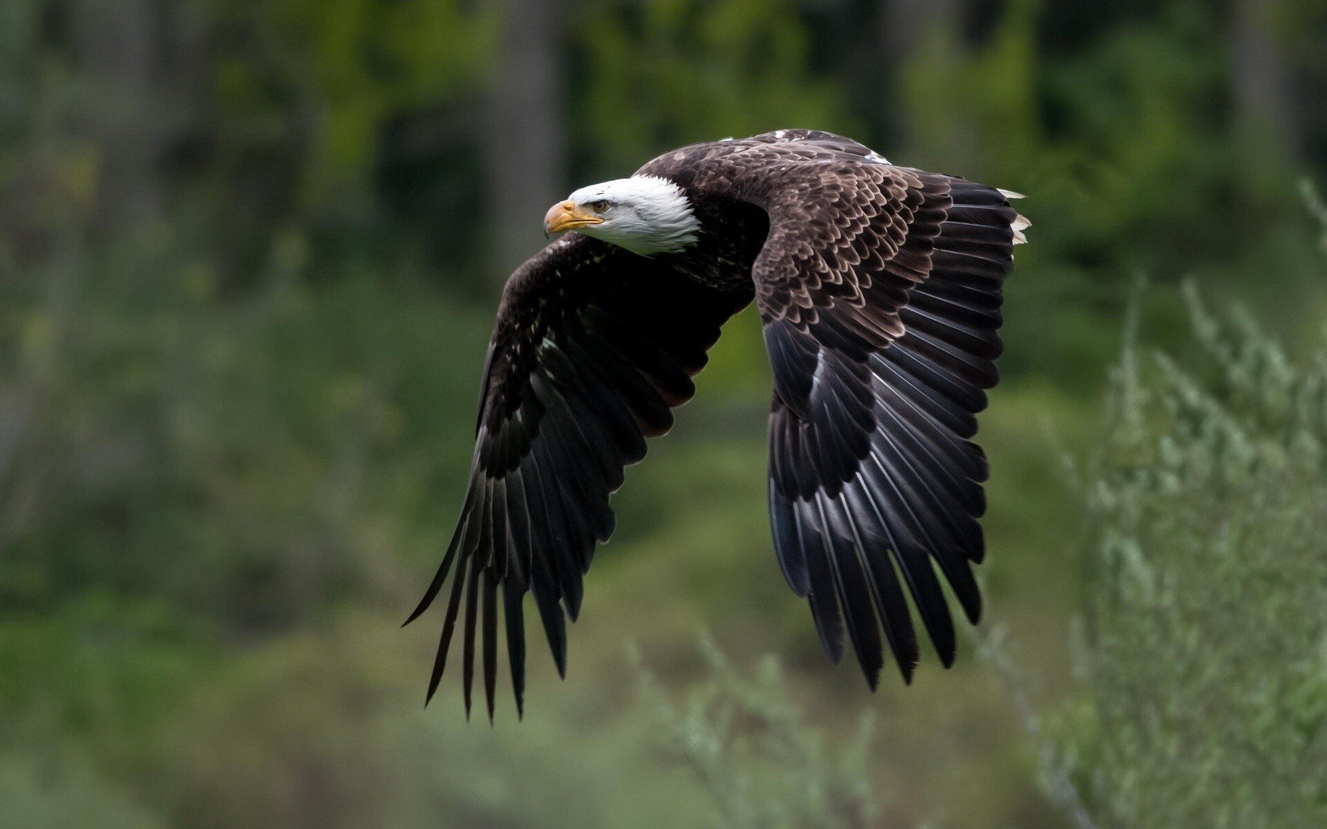 Download Animal Bald Eagle HD Wallpaper