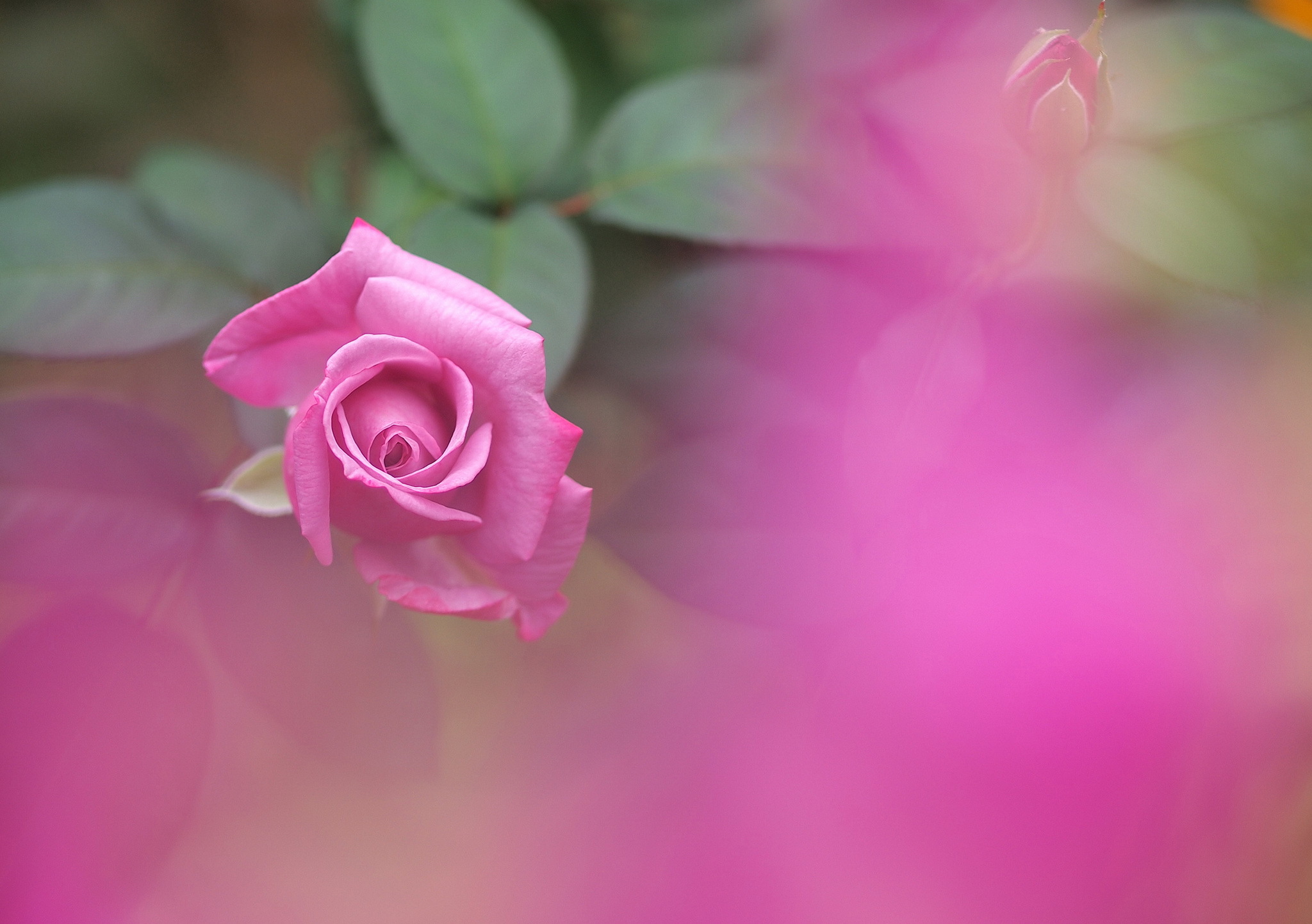 Download Nature Rose HD Wallpaper