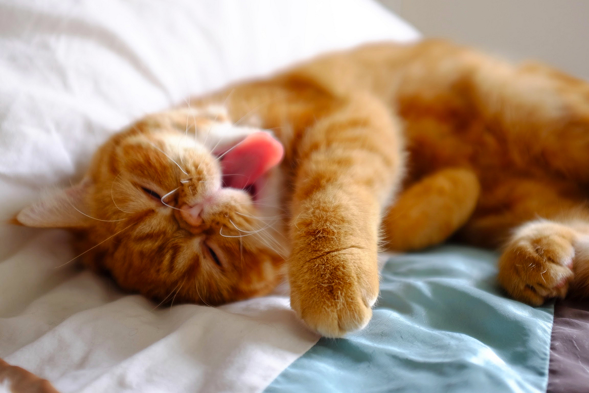 Cozy Cat HD Wallpaper: A Purring Delight