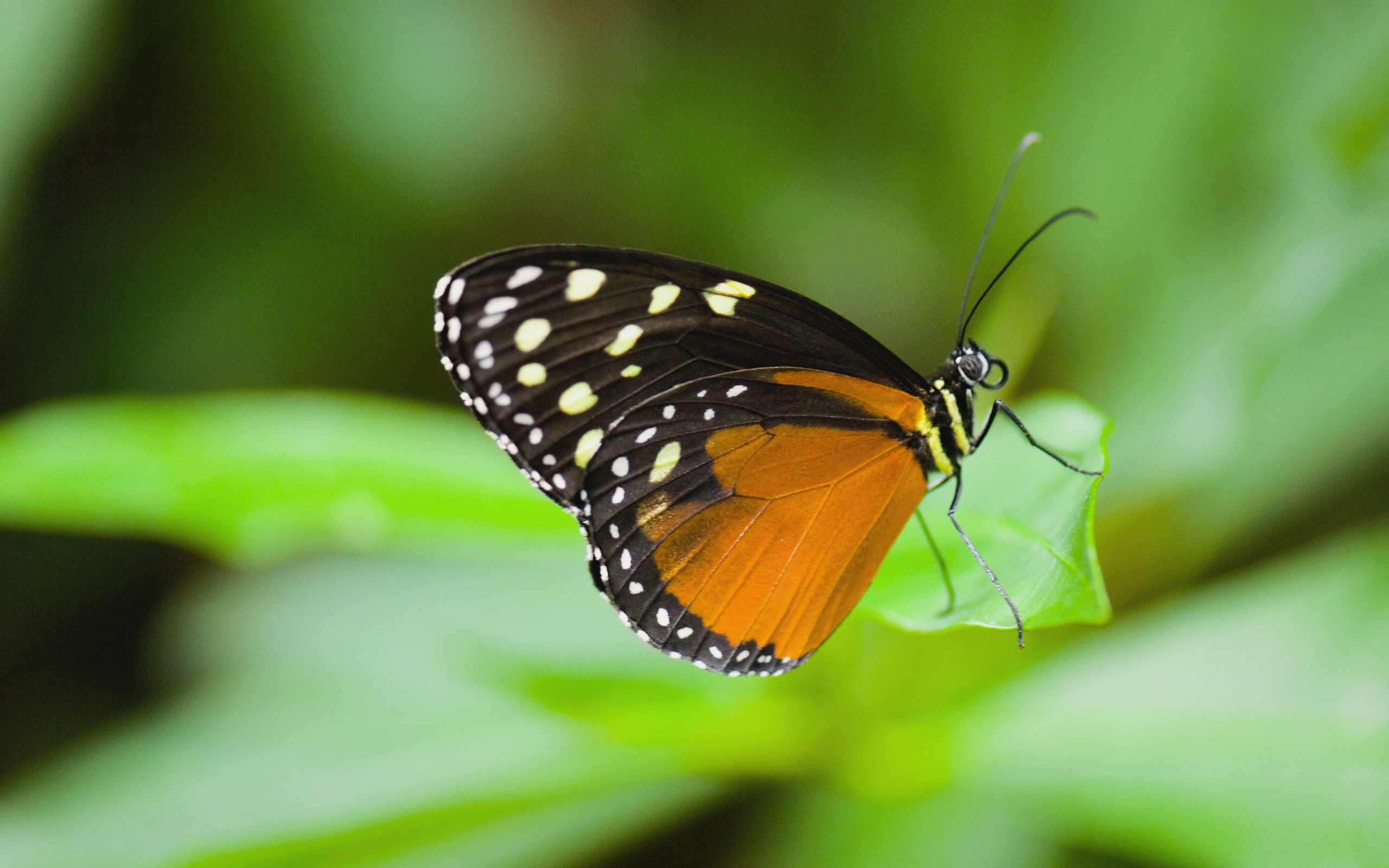 Download Animal Butterfly HD Wallpaper