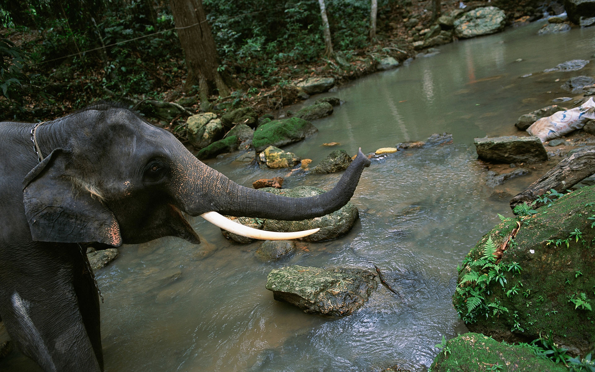 Download Animal Asian Elephant HD Wallpaper | 1920x1200 | Wallpaper Abyss