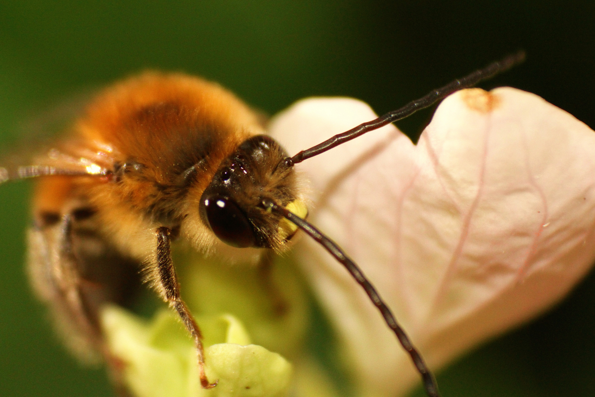 Download Animal Bee HD Wallpaper