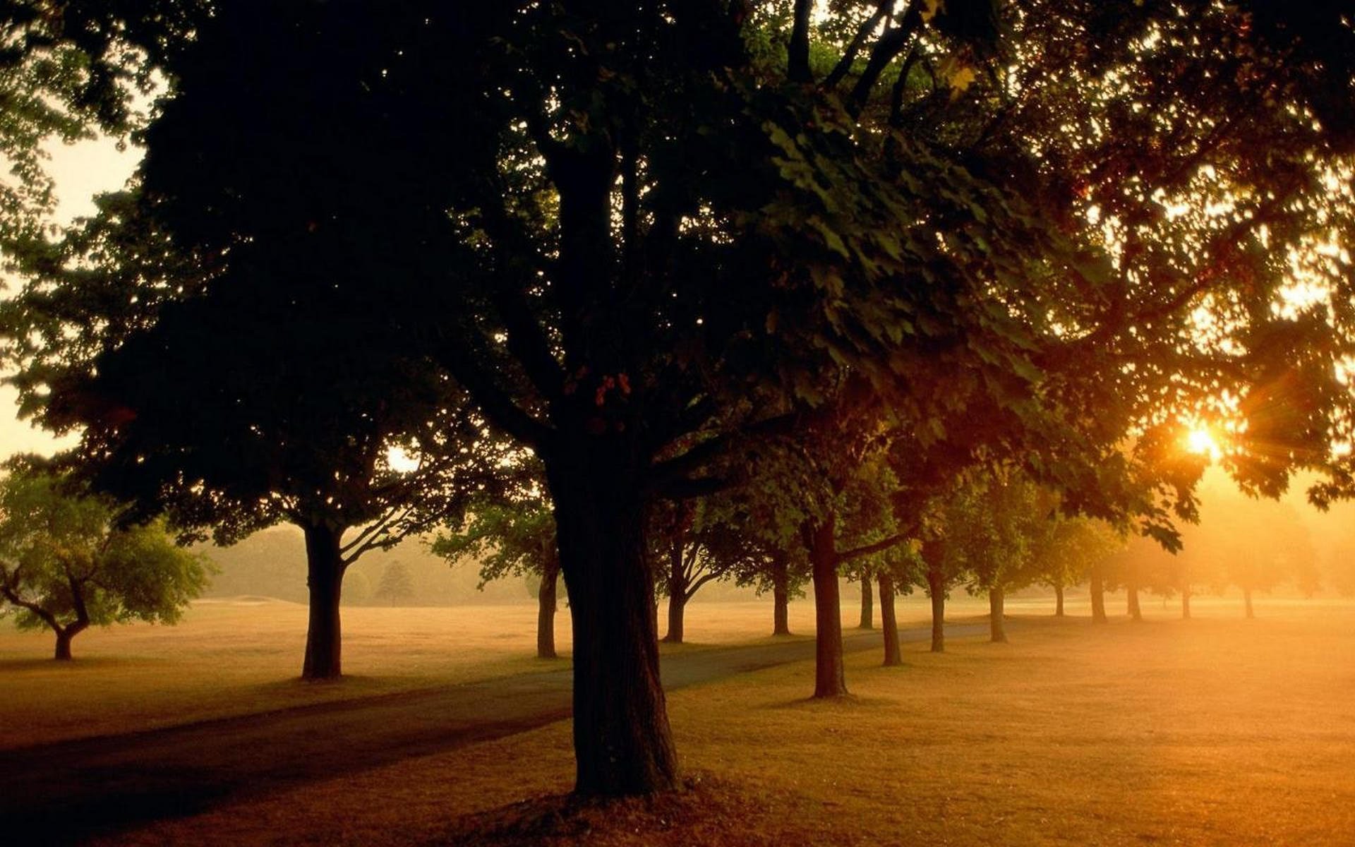 Nature Sunbeam HD Wallpaper