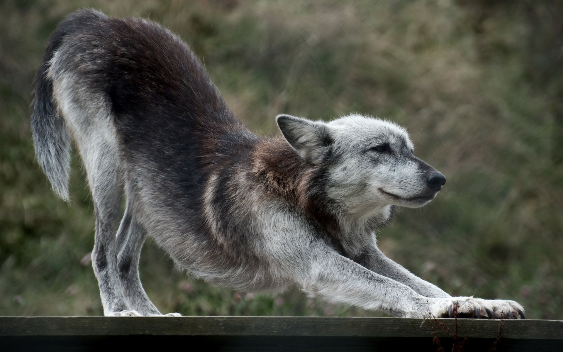 Download Animal Wolf HD Wallpaper