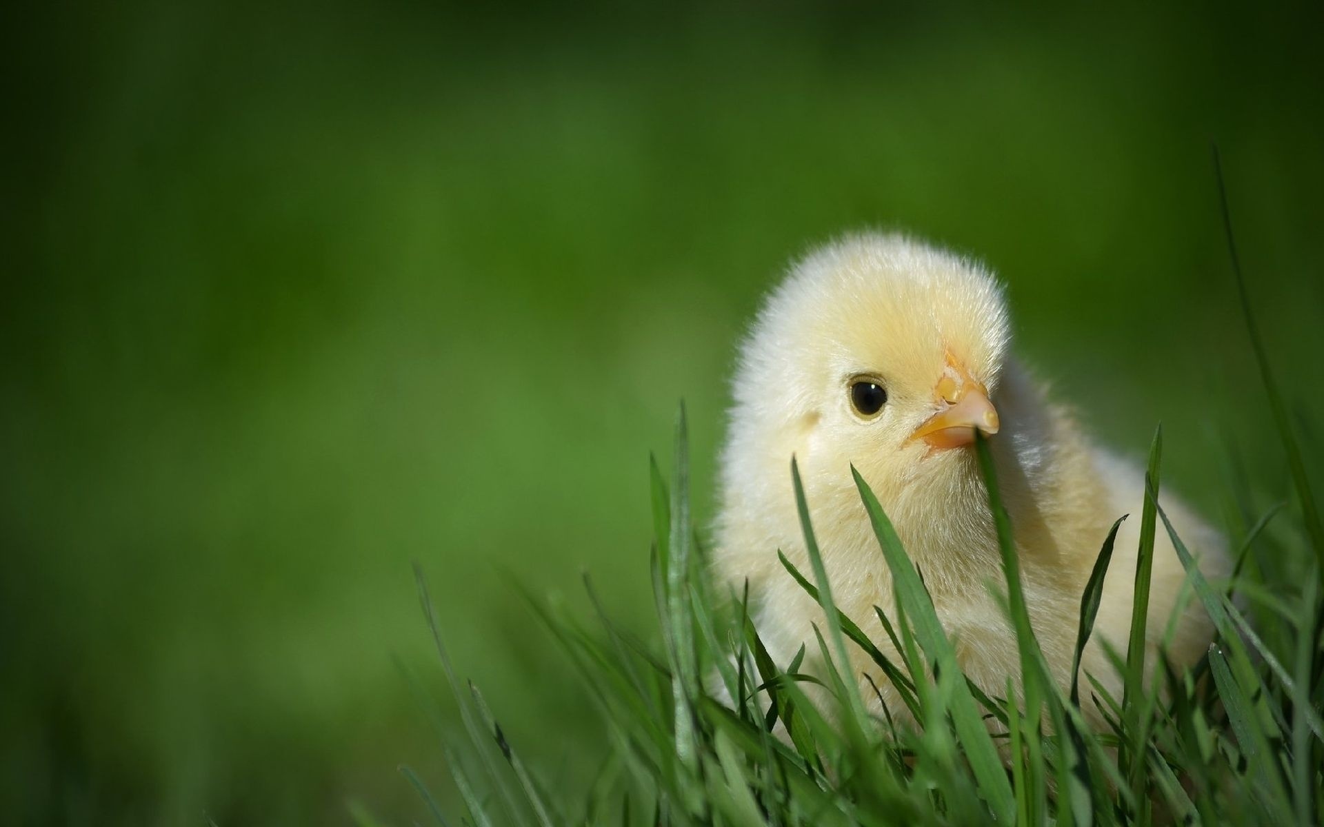 Download Animal Cute HD Wallpaper