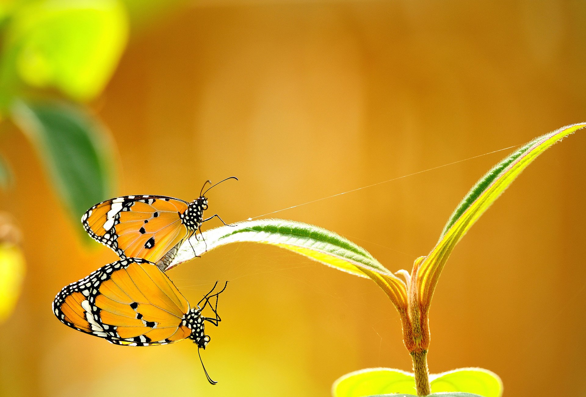 Butterfly Hd Landscapes