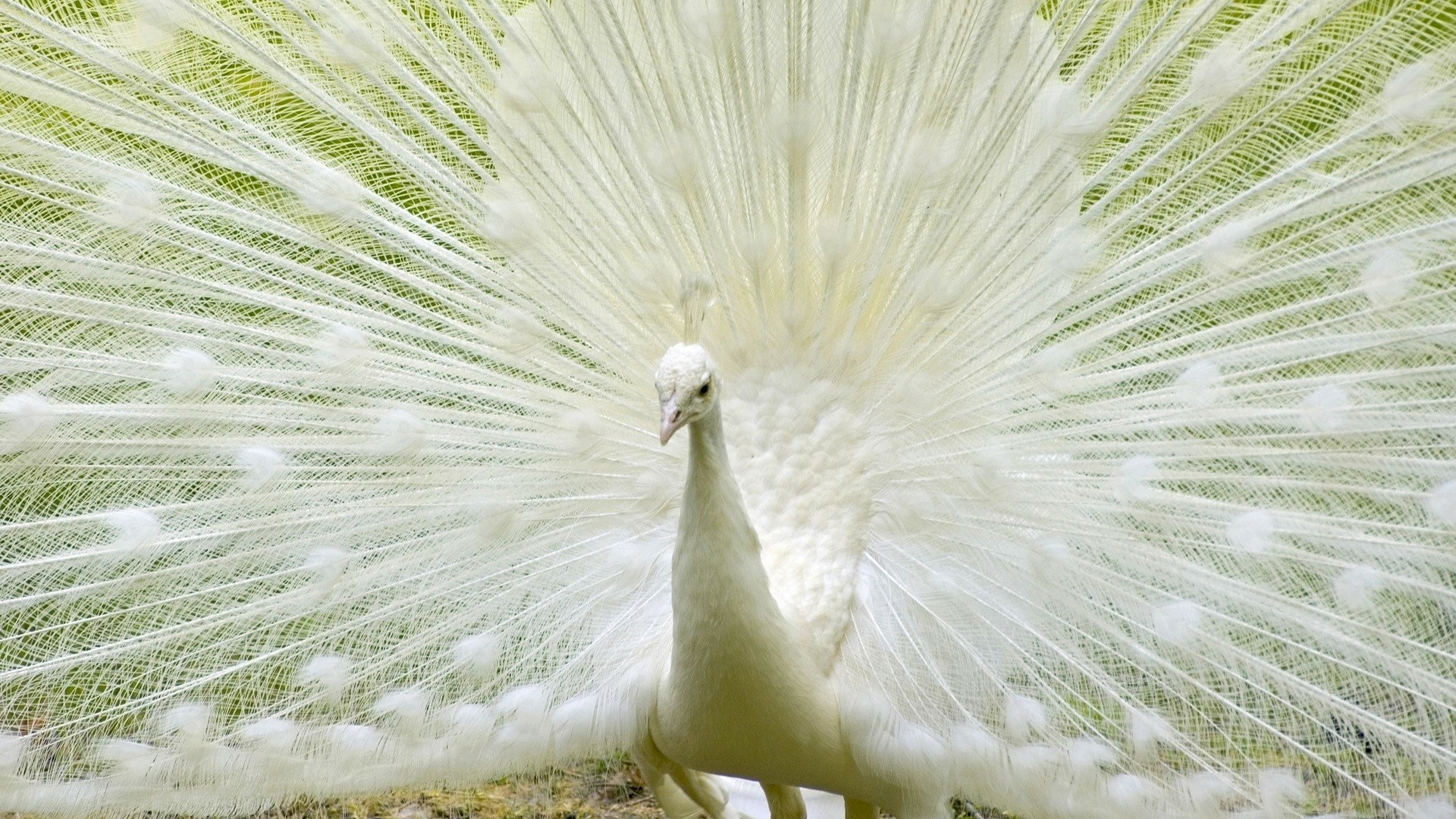 Majestic White Peacock – Stunning HD Animal Wallpaper | 1920x1080 ...