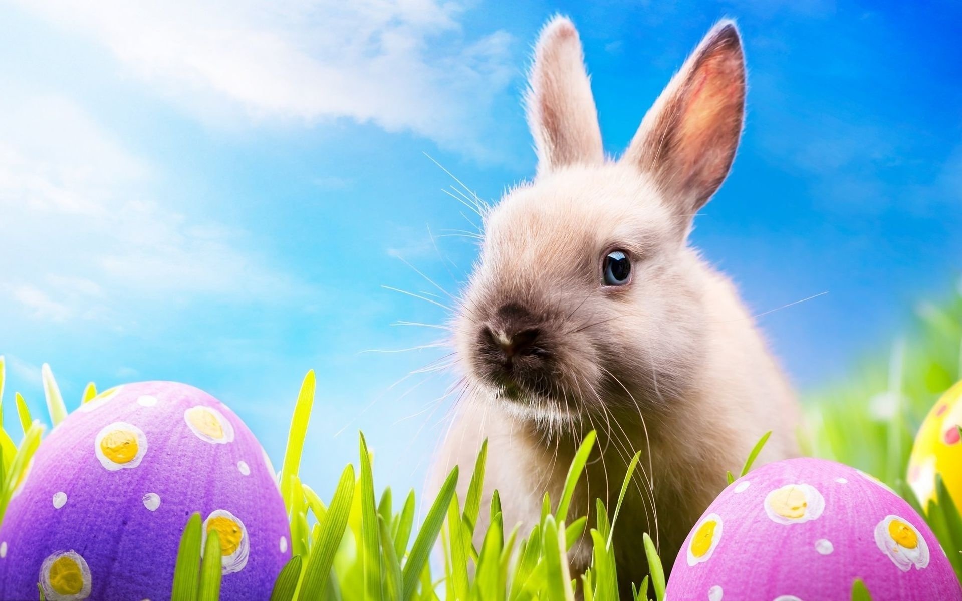 Download Animal Rabbit HD Wallpaper