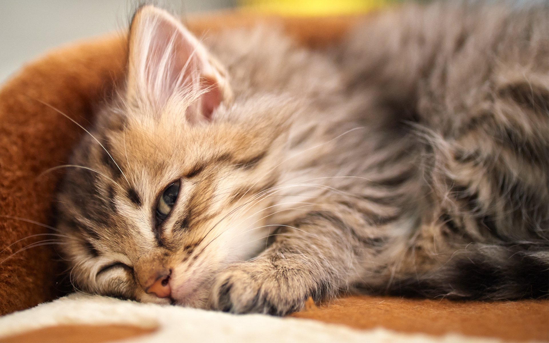 Cozy Cat: A Stunning HD Wallpaper for Cat Lovers