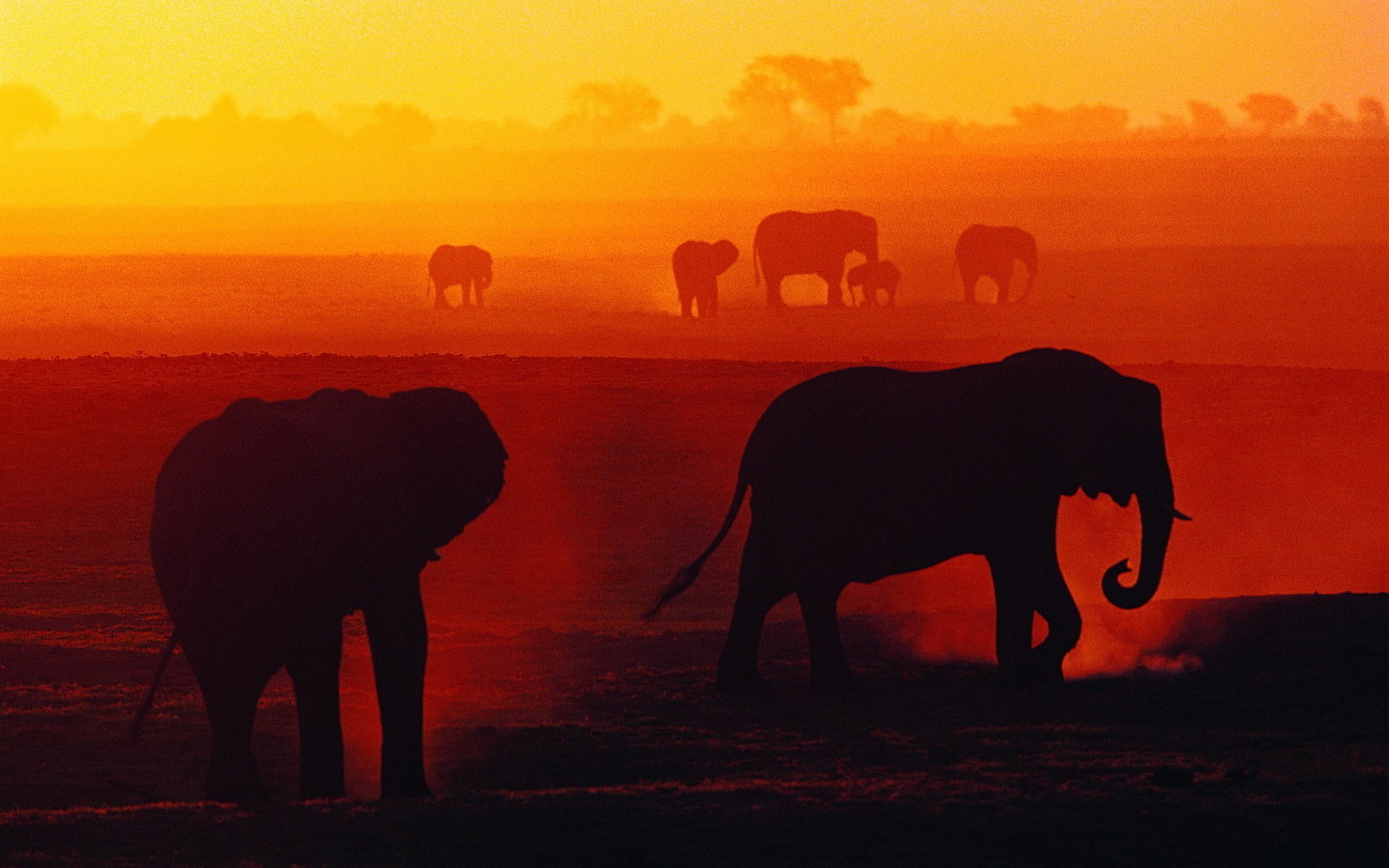 African Bush Elephants: Stunning HD Wallpaper at Dusk