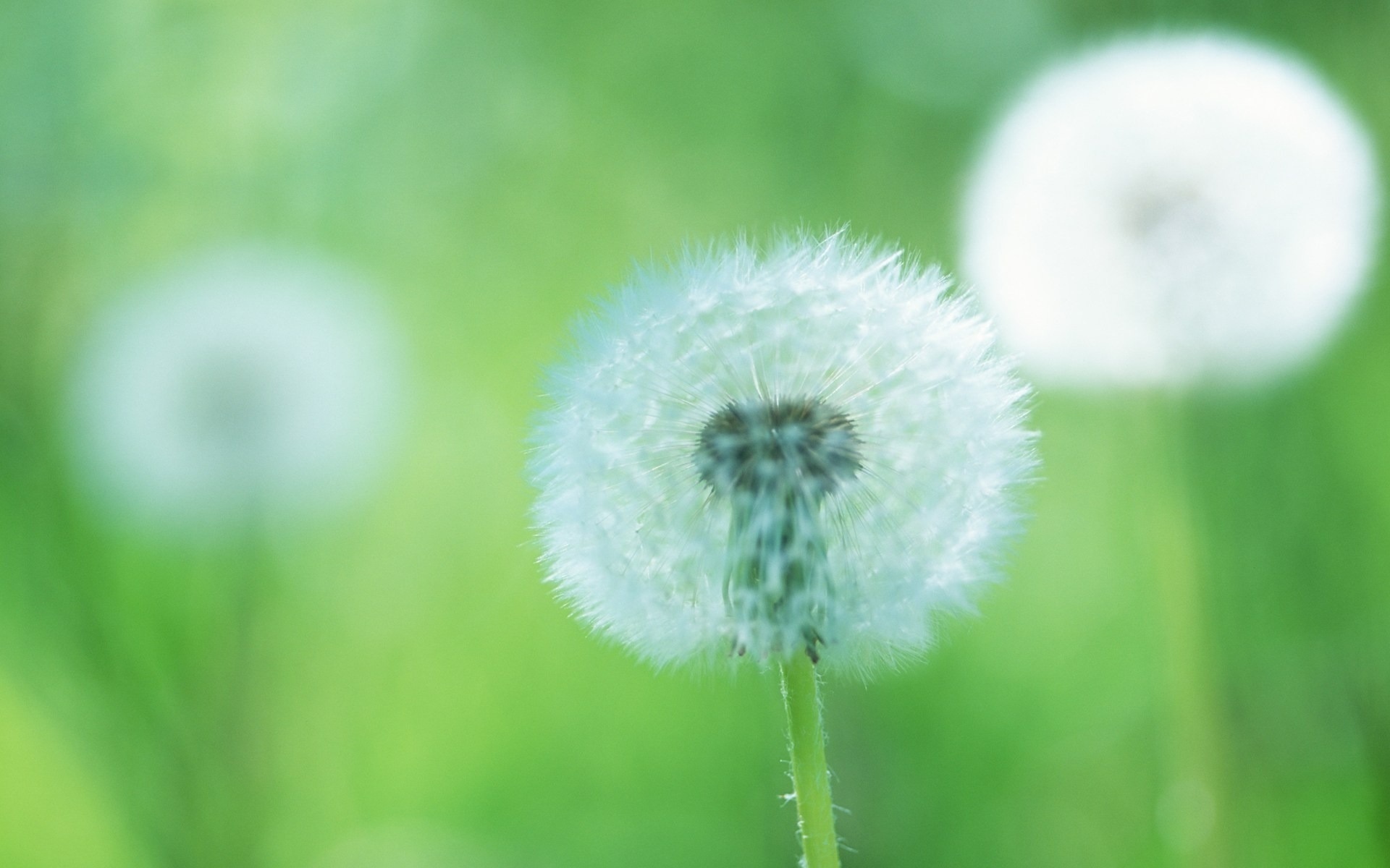 Background Dandelions Category