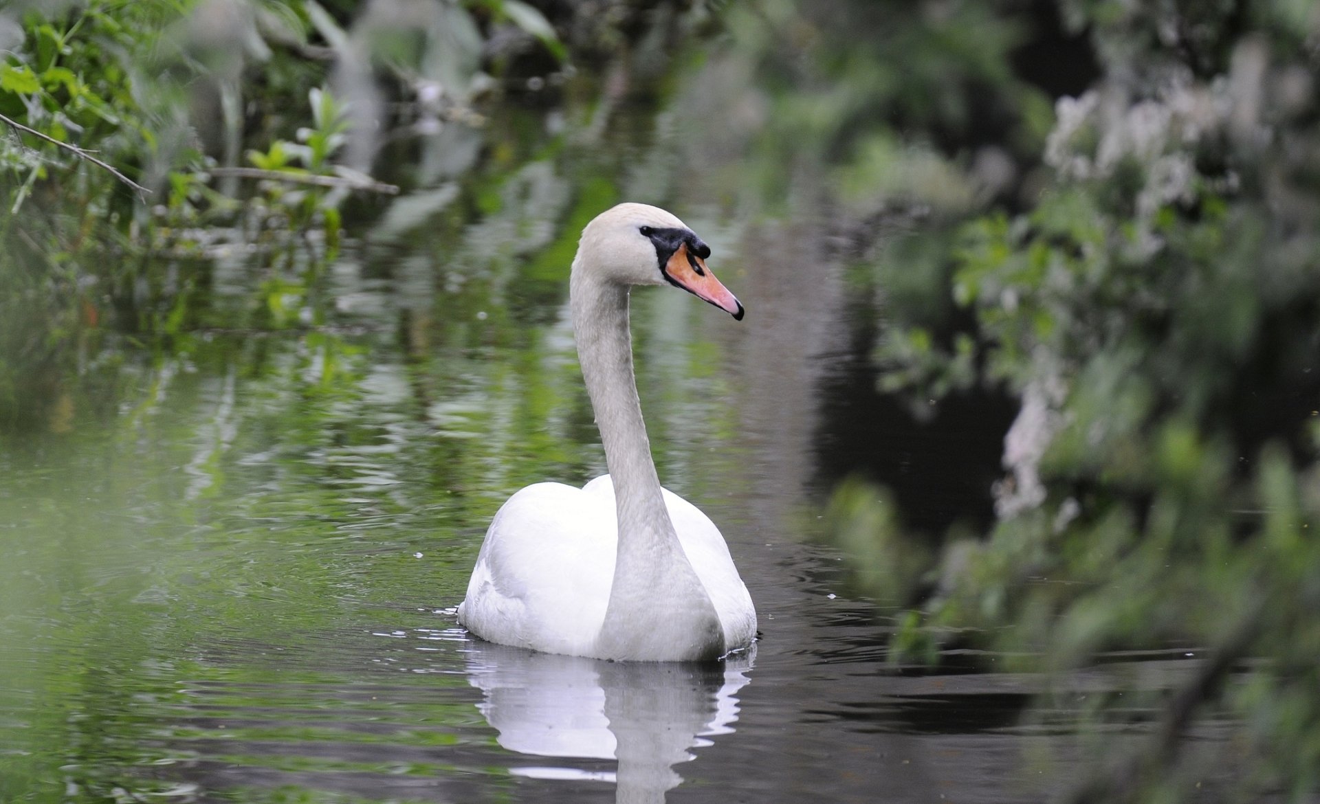 Download Animal Mute Swan HD Wallpaper