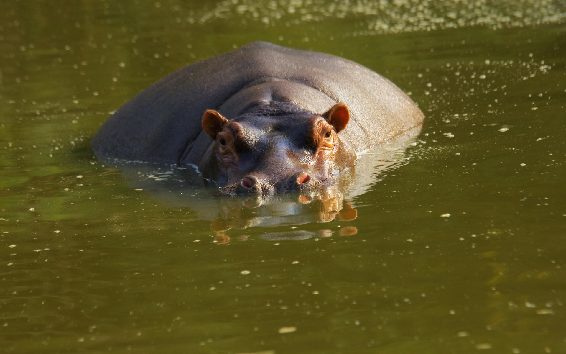 Majestic Hippo in Serene Waters – HD Animal Wallpaper