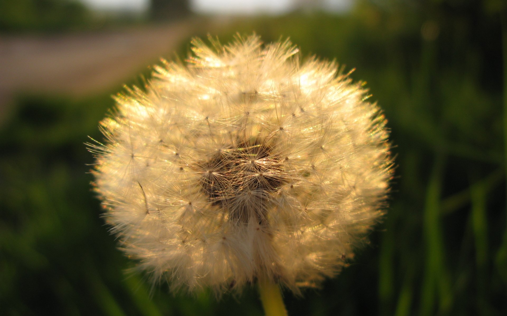 Download Nature Dandelion HD Wallpaper