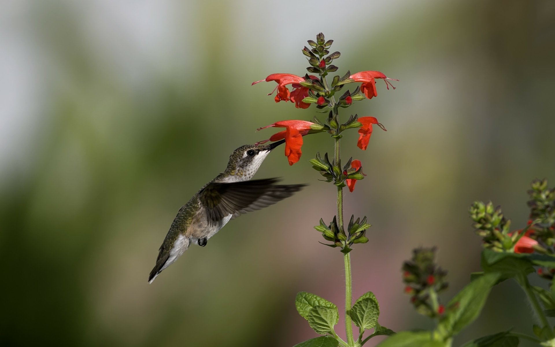 Vibrant Hummingbird in Flight – Stunning HD Animal Wallpaper ...