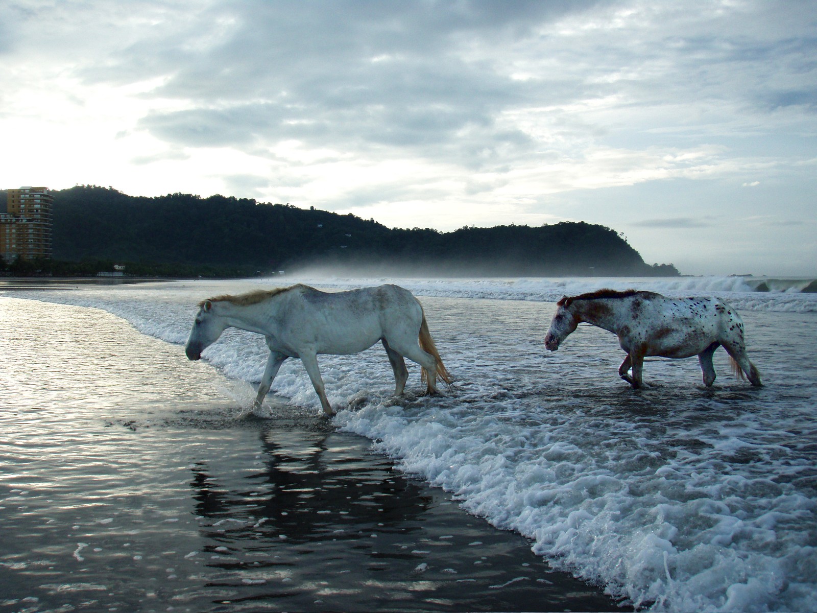 **Horses by the Shore: A Serene HD Wallpaper of Ocean Bliss**