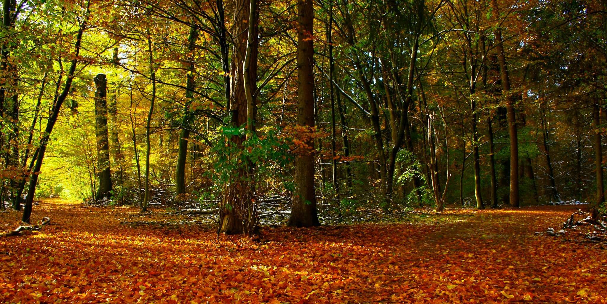 Vibrant Fall Forest: Stunning HD Nature Wallpaper