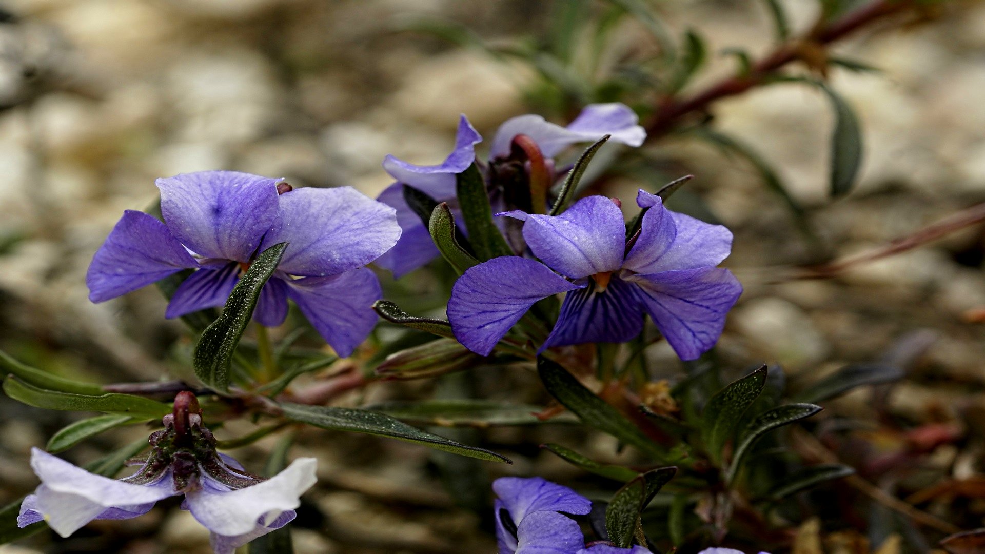 Download Nature Violet HD Wallpaper