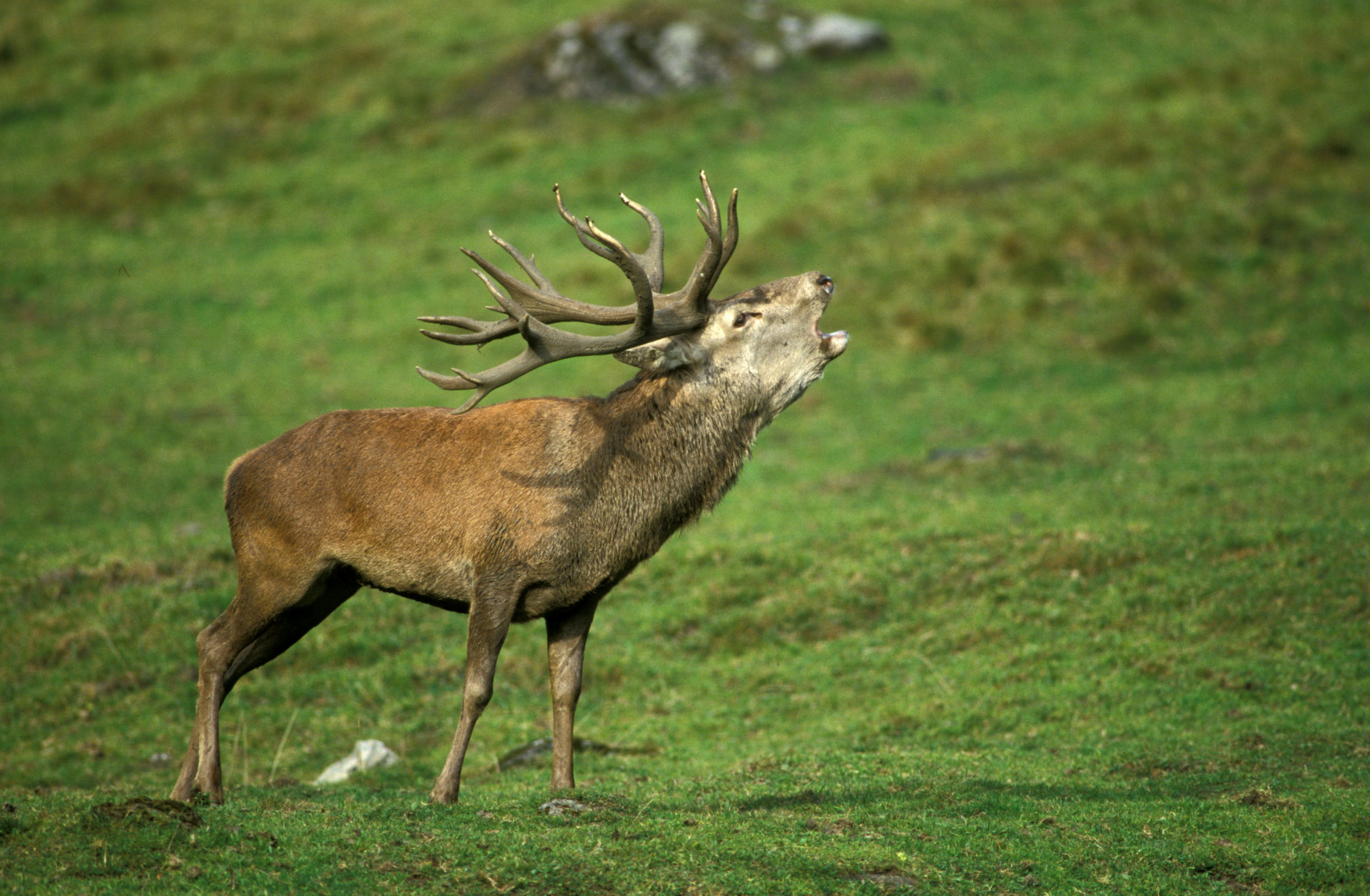 Download Animal Deer HD Wallpaper