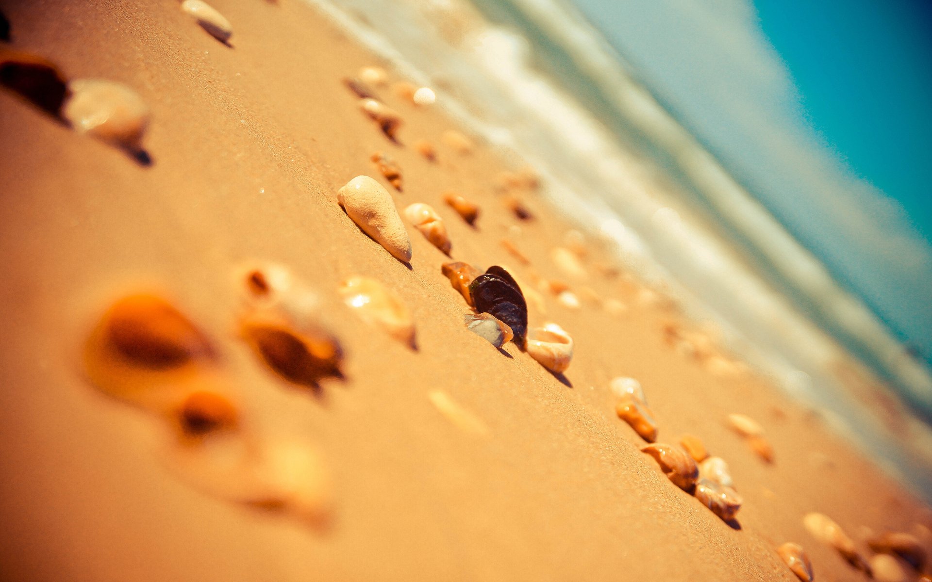 Download Nature Shell HD Wallpaper