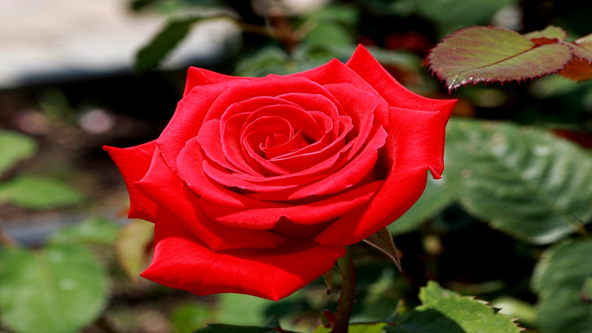 Download Nature Rose HD Wallpaper