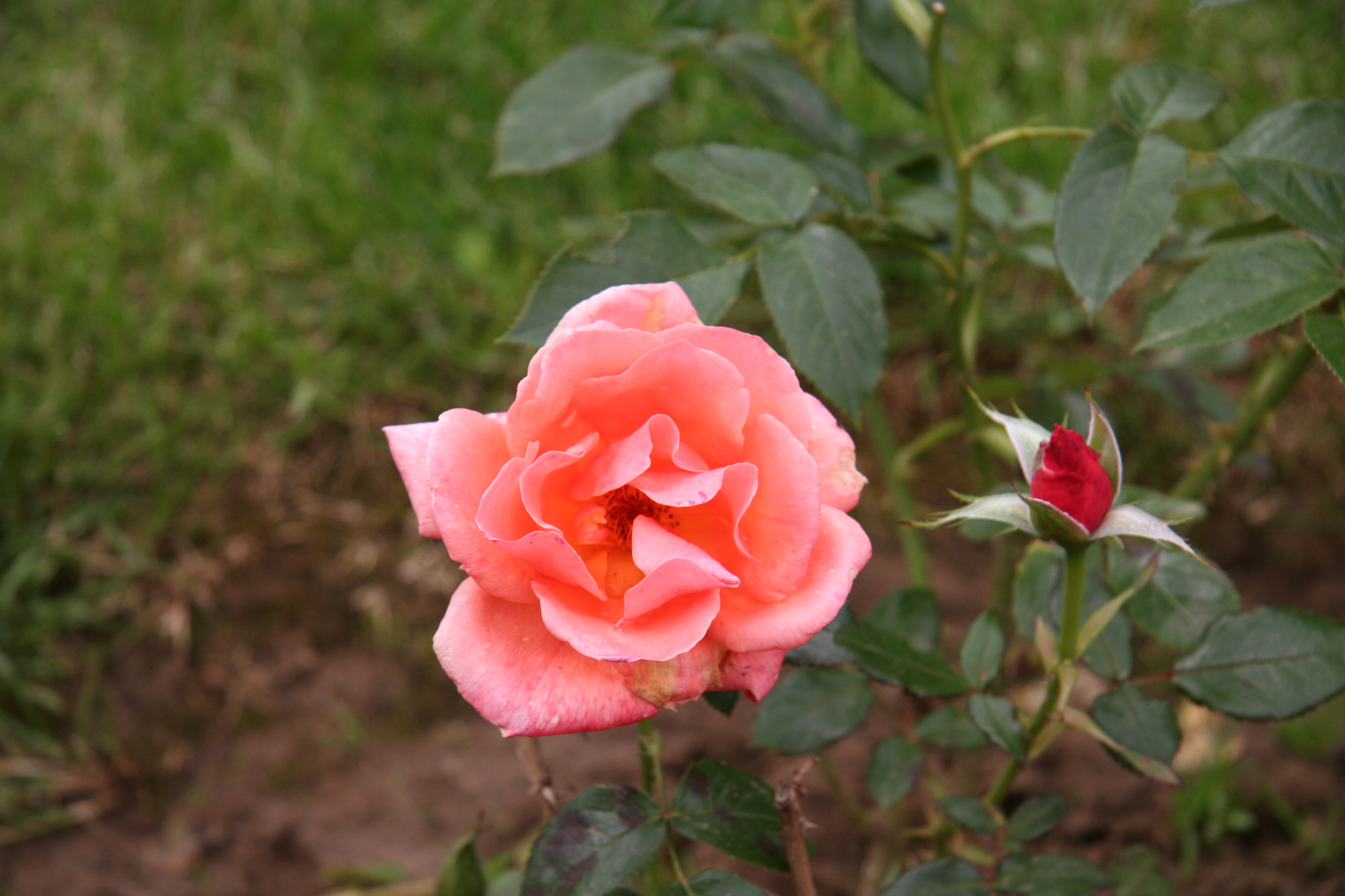 Download Nature Rose HD Wallpaper