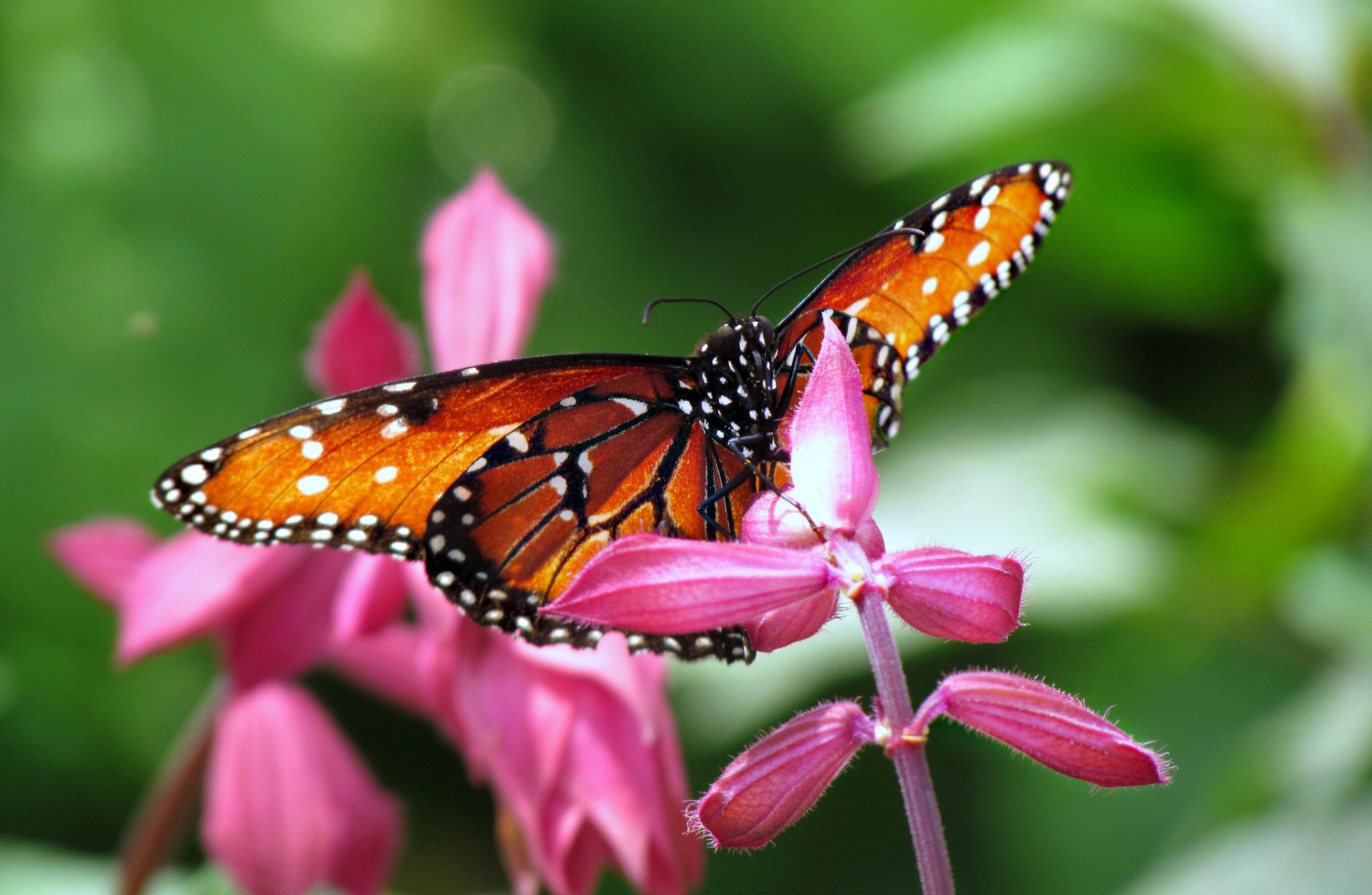 Animal Butterfly HD Wallpaper