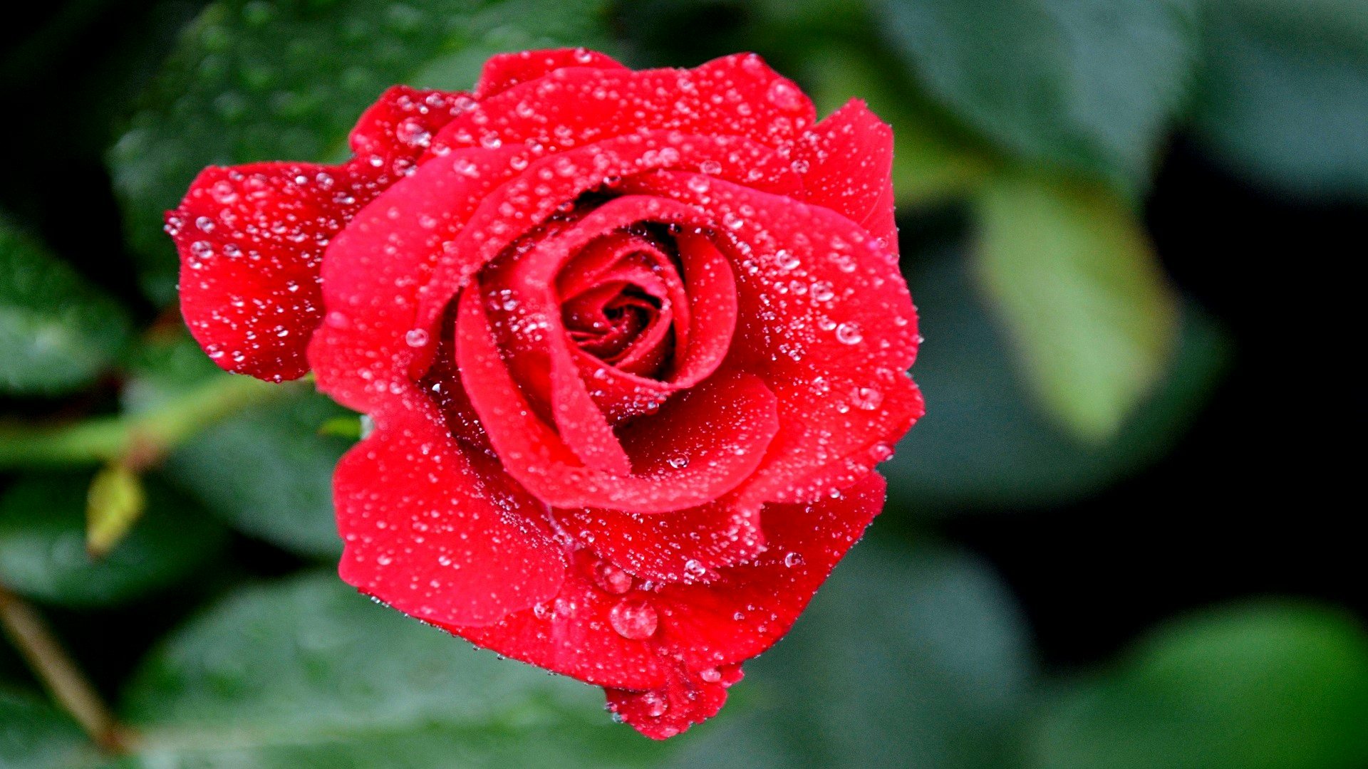 Download Nature Rose HD Wallpaper