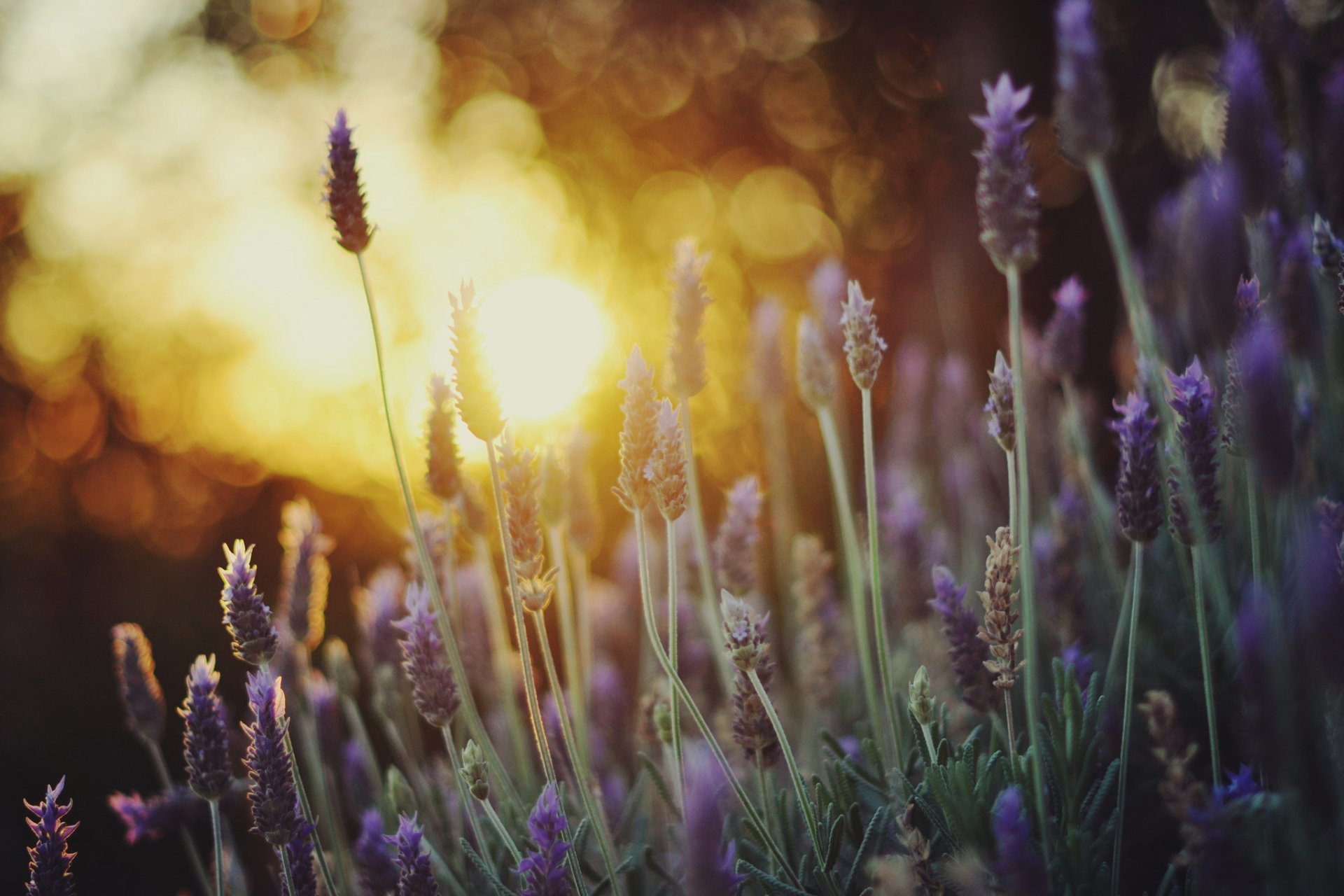 Download Nature Lavender HD Wallpaper | 2048x1365 | Wallpaper Abyss