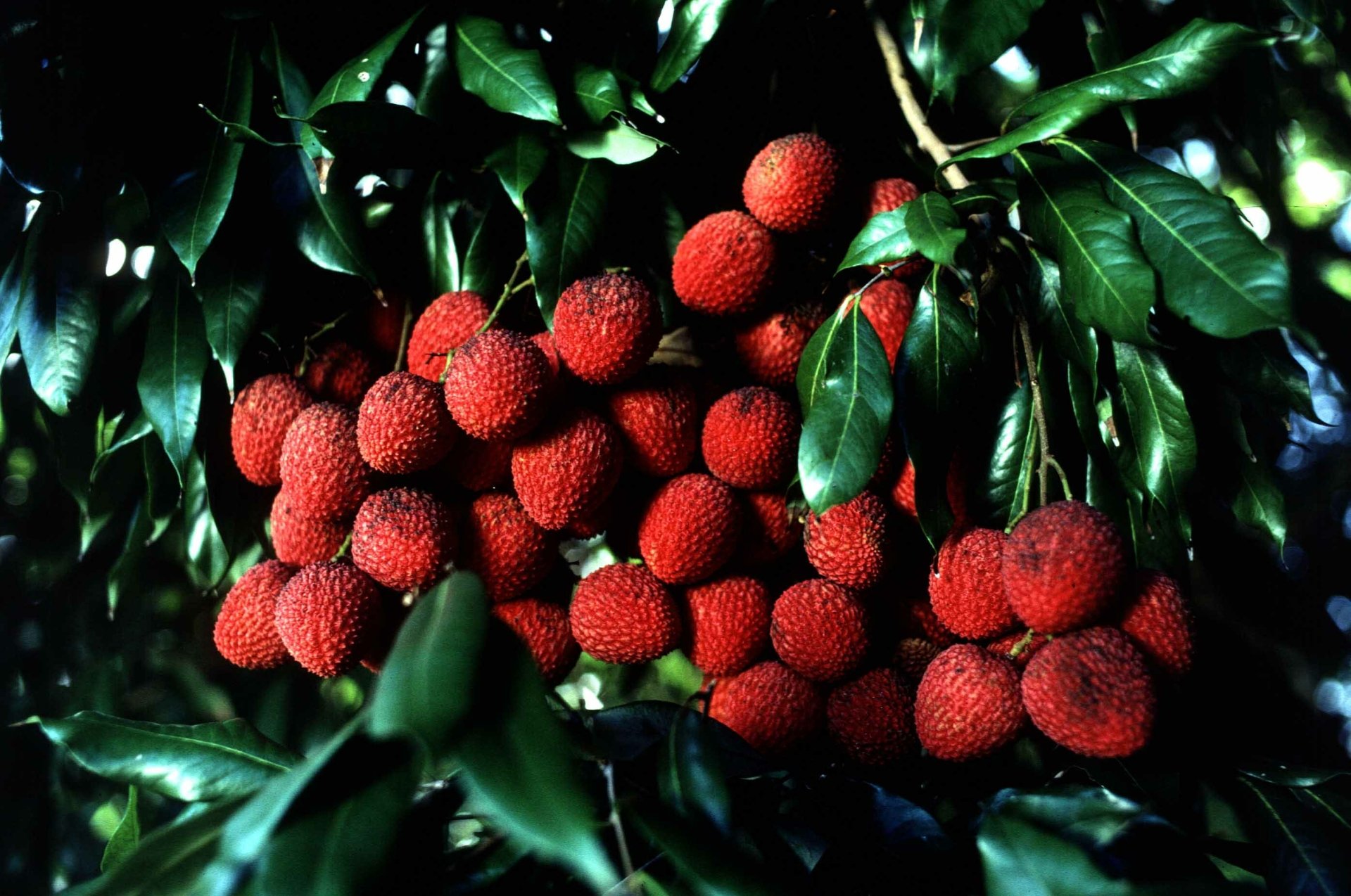 Vibrant Lychee Feast: HD Wallpaper of Nature’s Juicy Delight