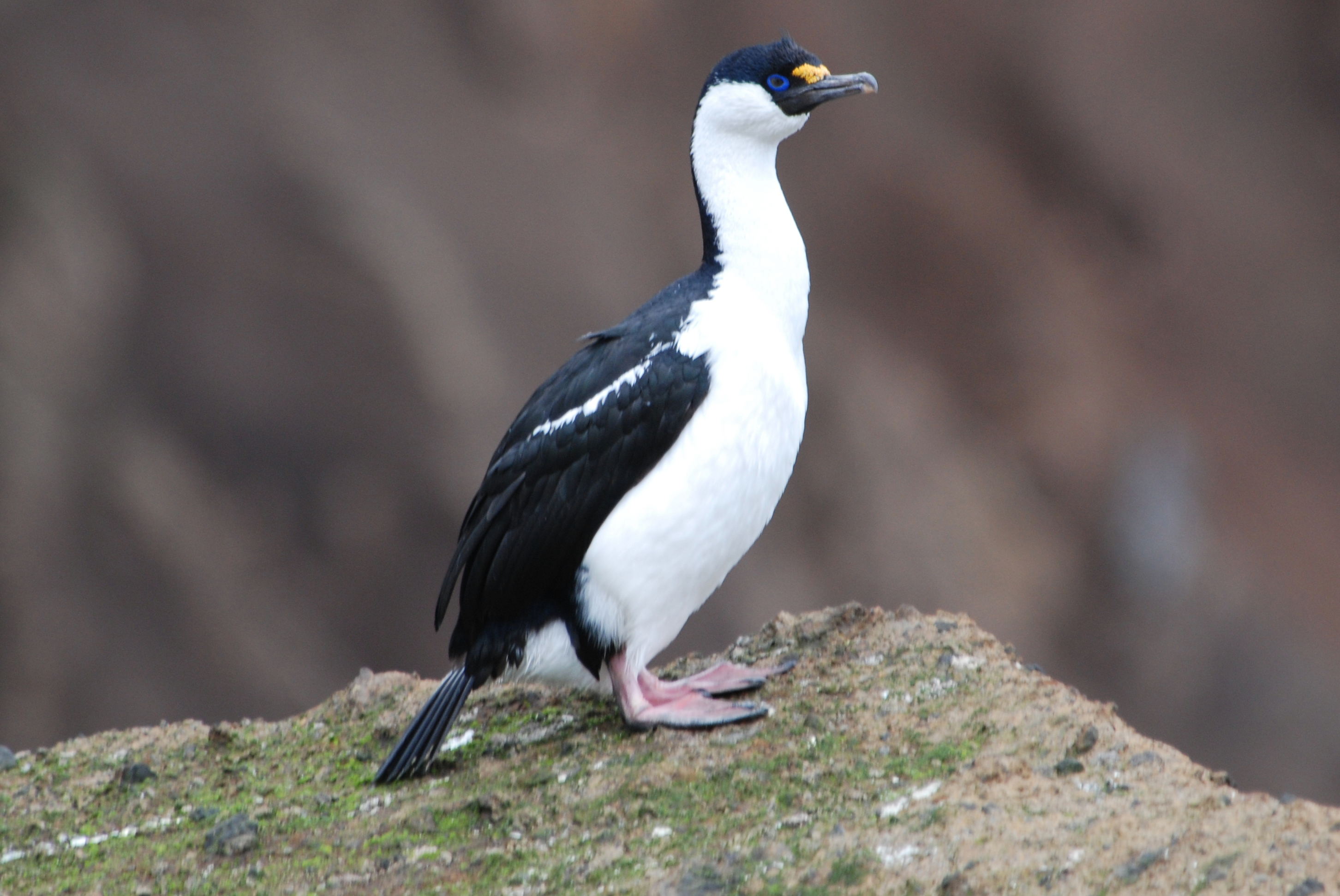 Animal Imperial Shag HD Wallpaper