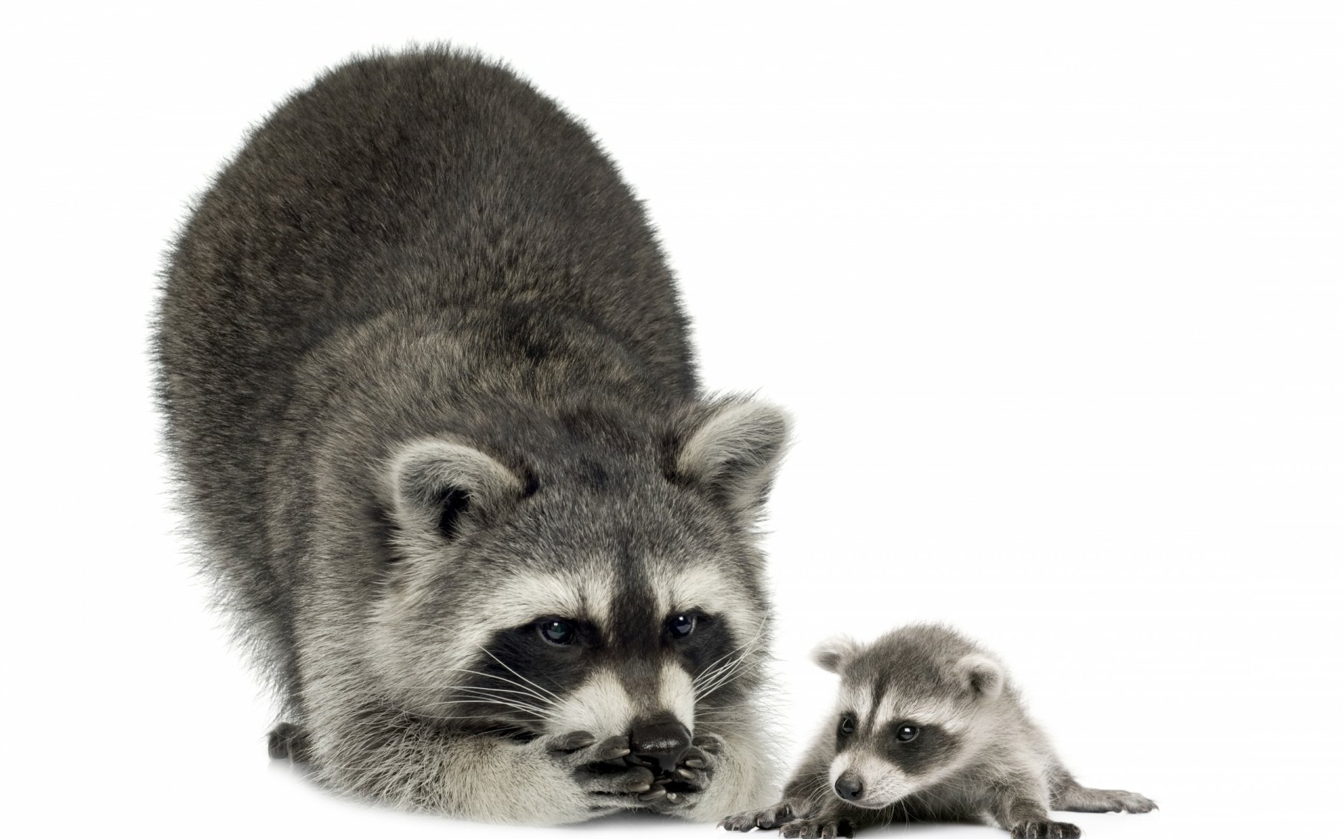 HD Raccoon Duo: Nature’s Adorable Masked Bandits