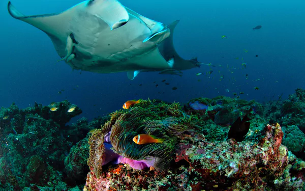 [20+] Manta Ray Wallpapers