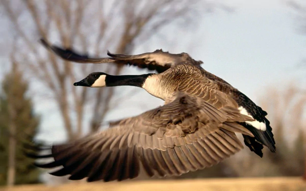 [100+] Goose Wallpapers