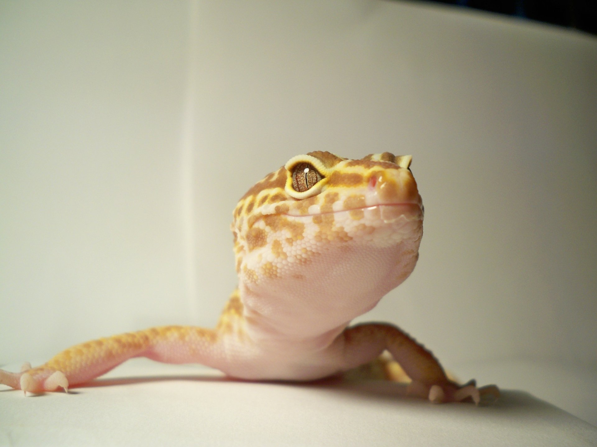 Animal Gecko HD Wallpaper