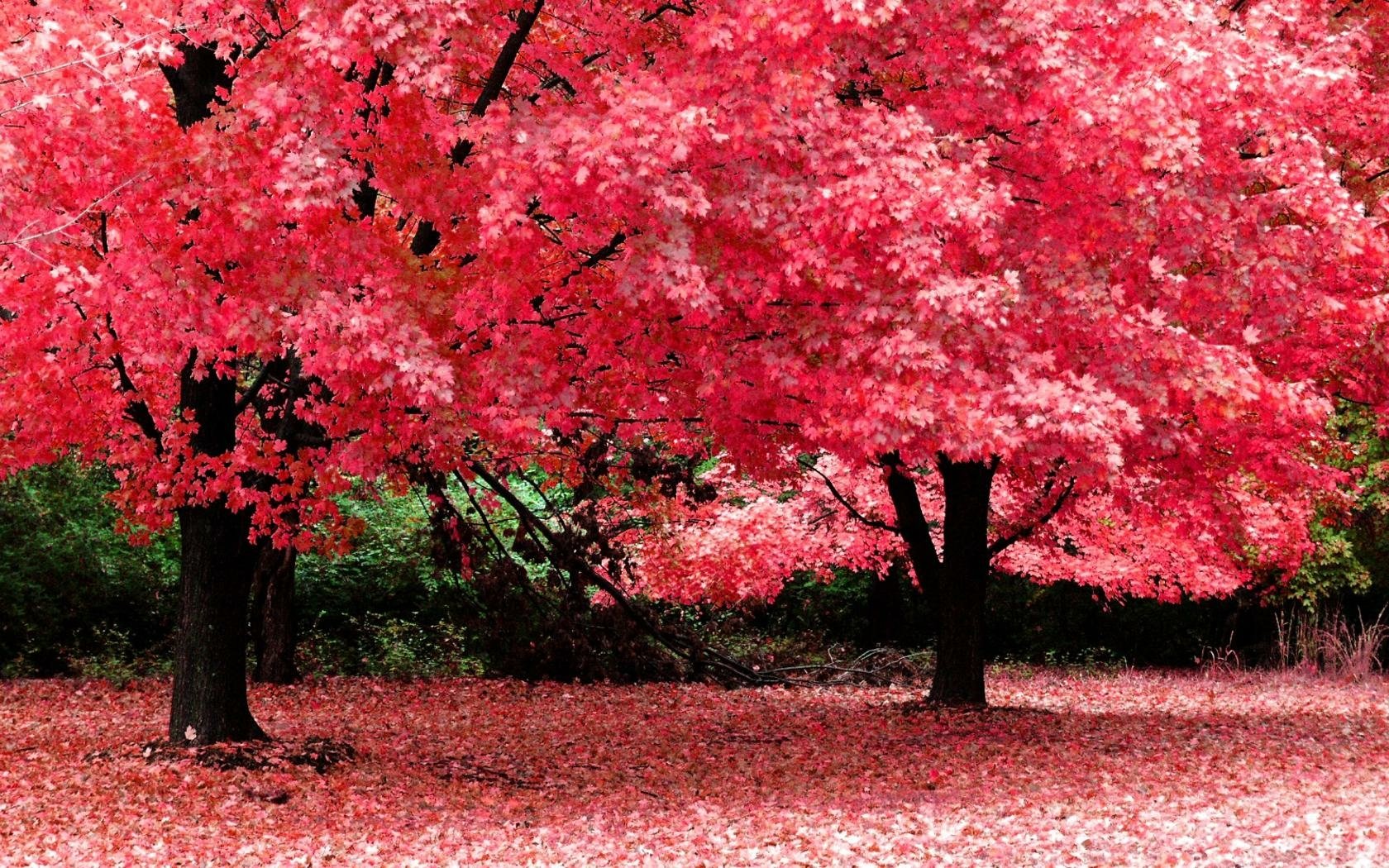 Vibrant Autumn Bliss: HD Nature Wallpaper of Majestic Red Trees ...