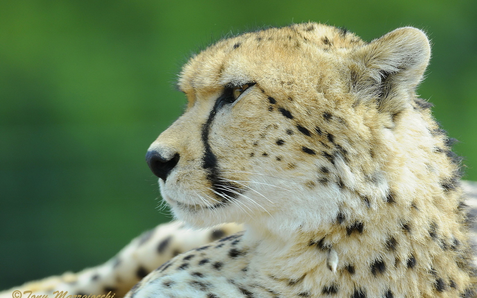 Cheetah HD Wallpaper