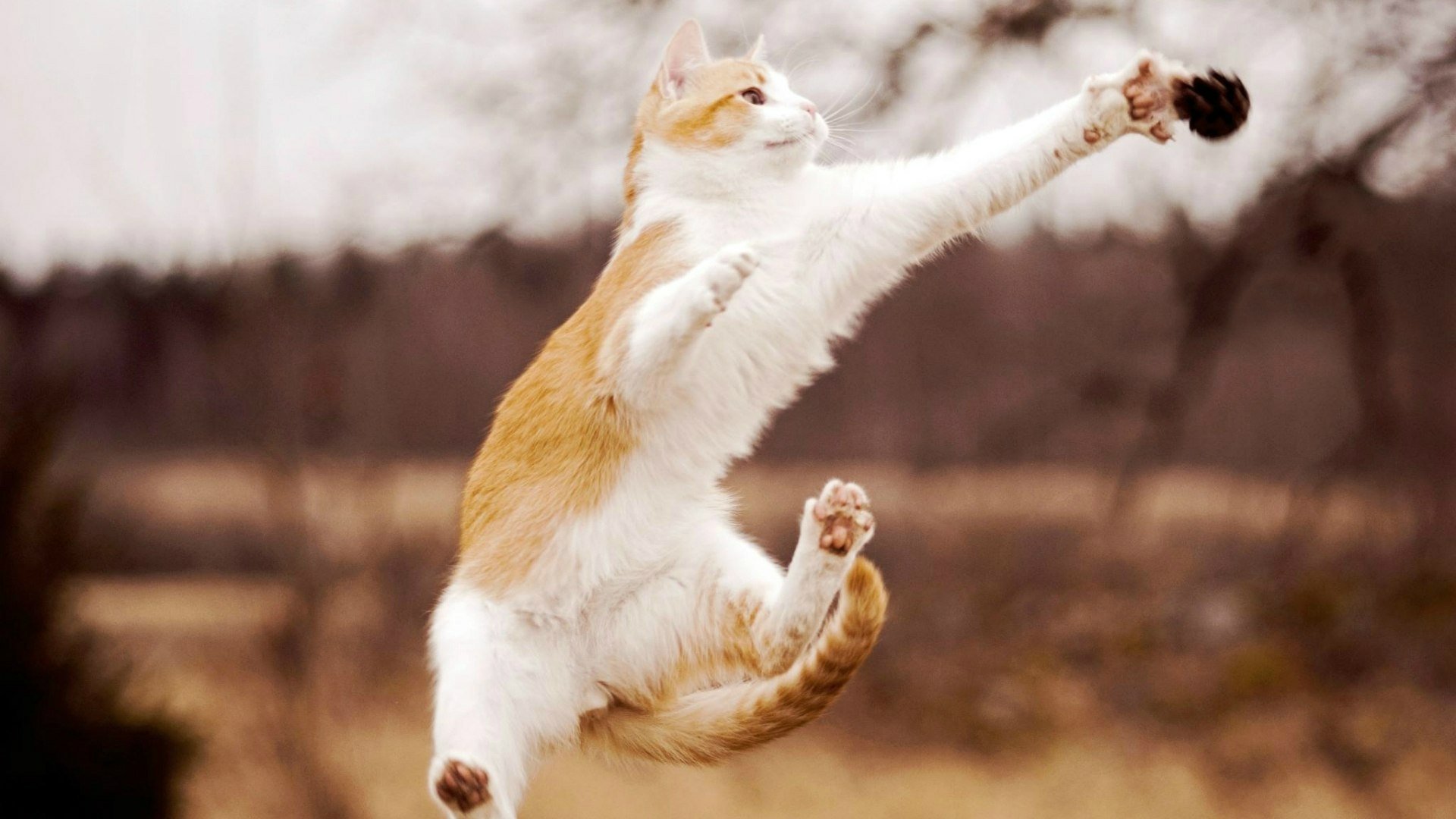 Energetic Cat in Action - HD Wallpaper