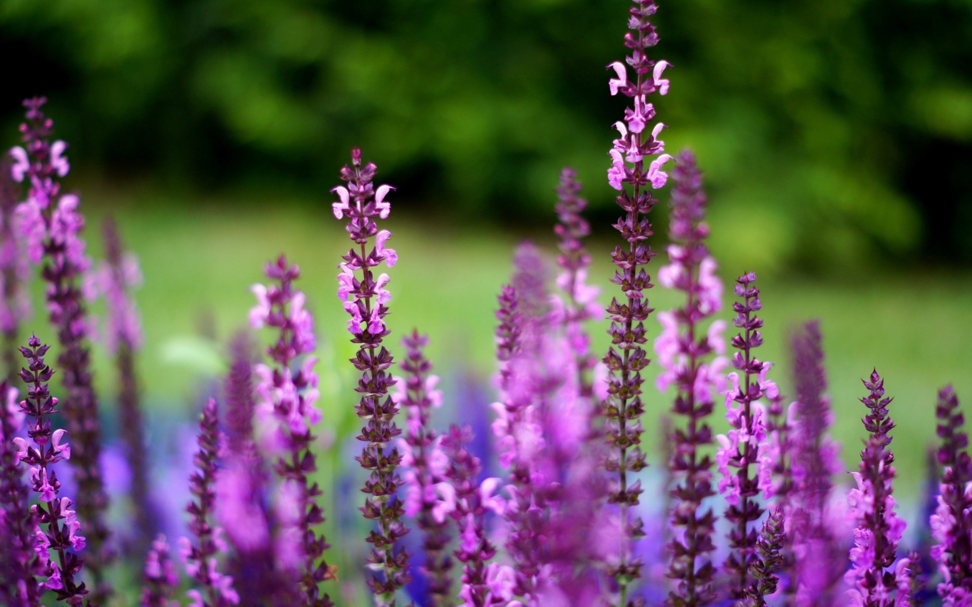 Download Nature Lavender HD Wallpaper