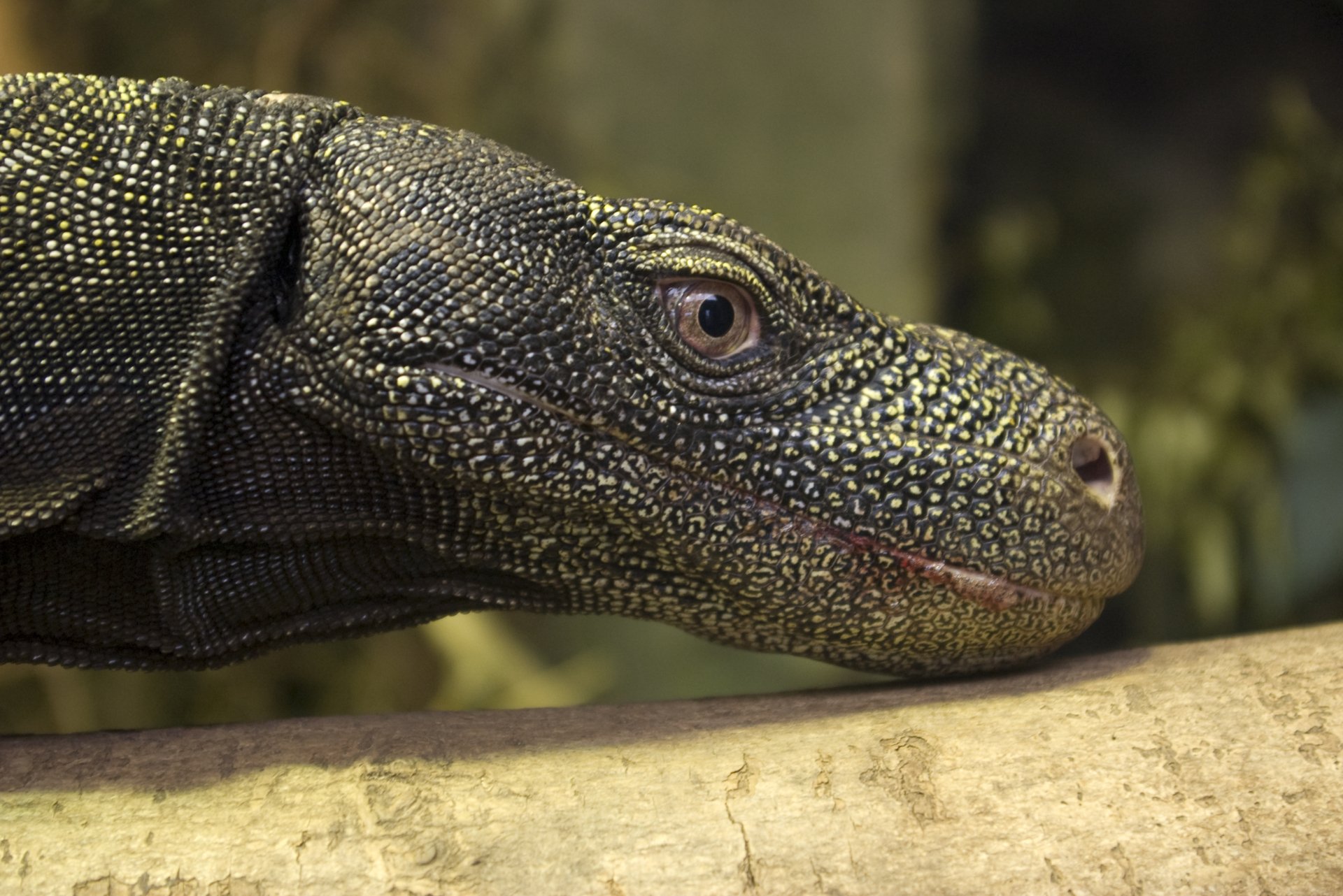 Download Animal Crocodile Monitor HD Wallpaper