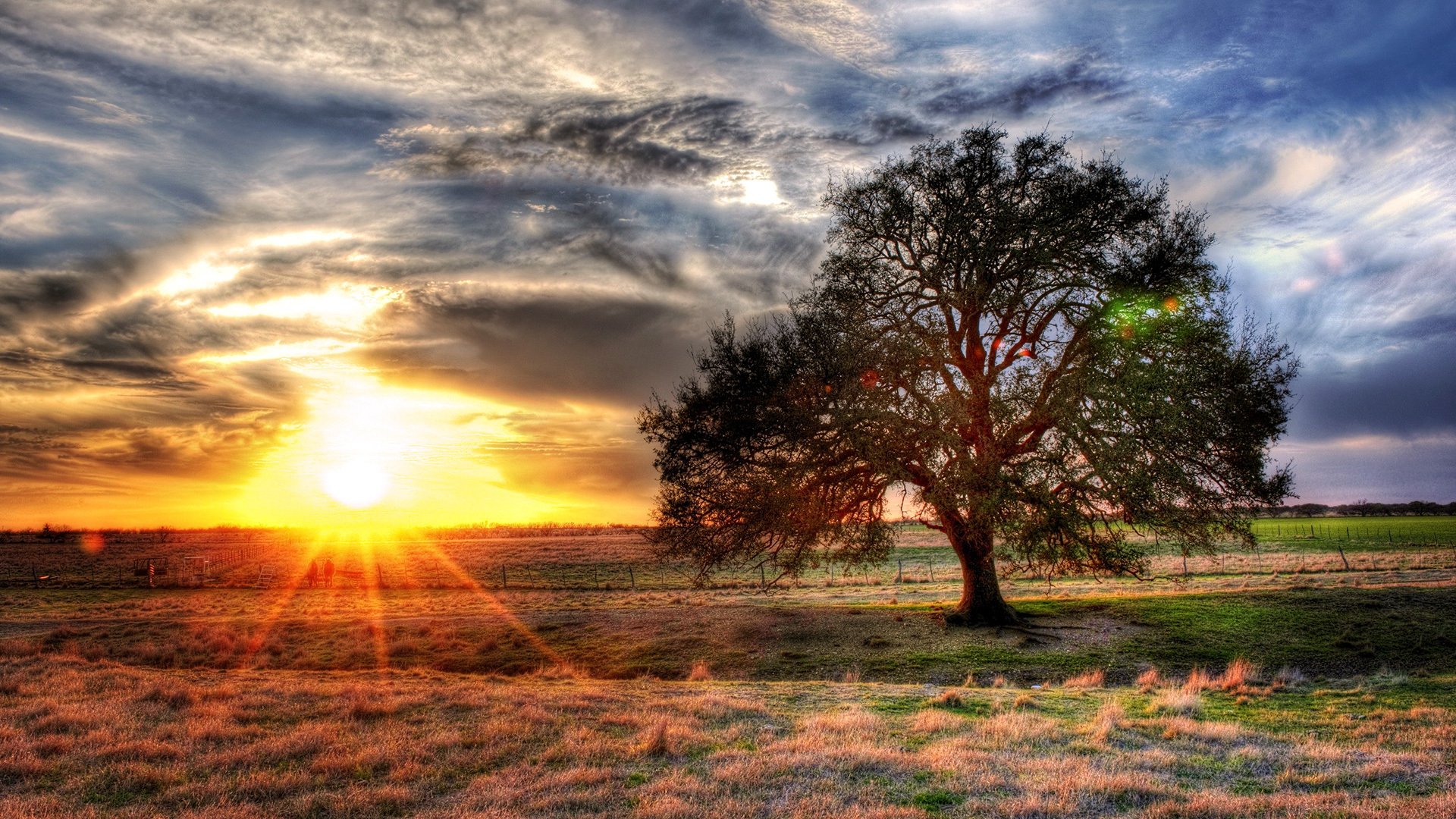 HDR Nature's Glow: Majestic Tree at Sunset HD Wallpaper