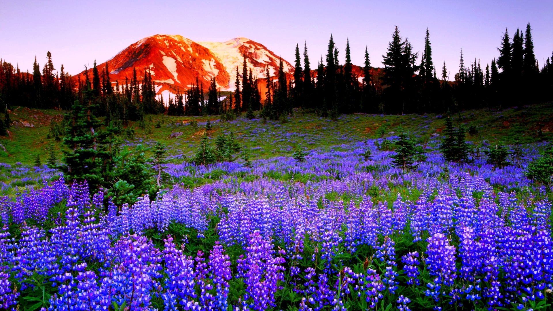 Vibrant Mountain Sunset Over a Field of Purple Wildflowers – HD Nature ...