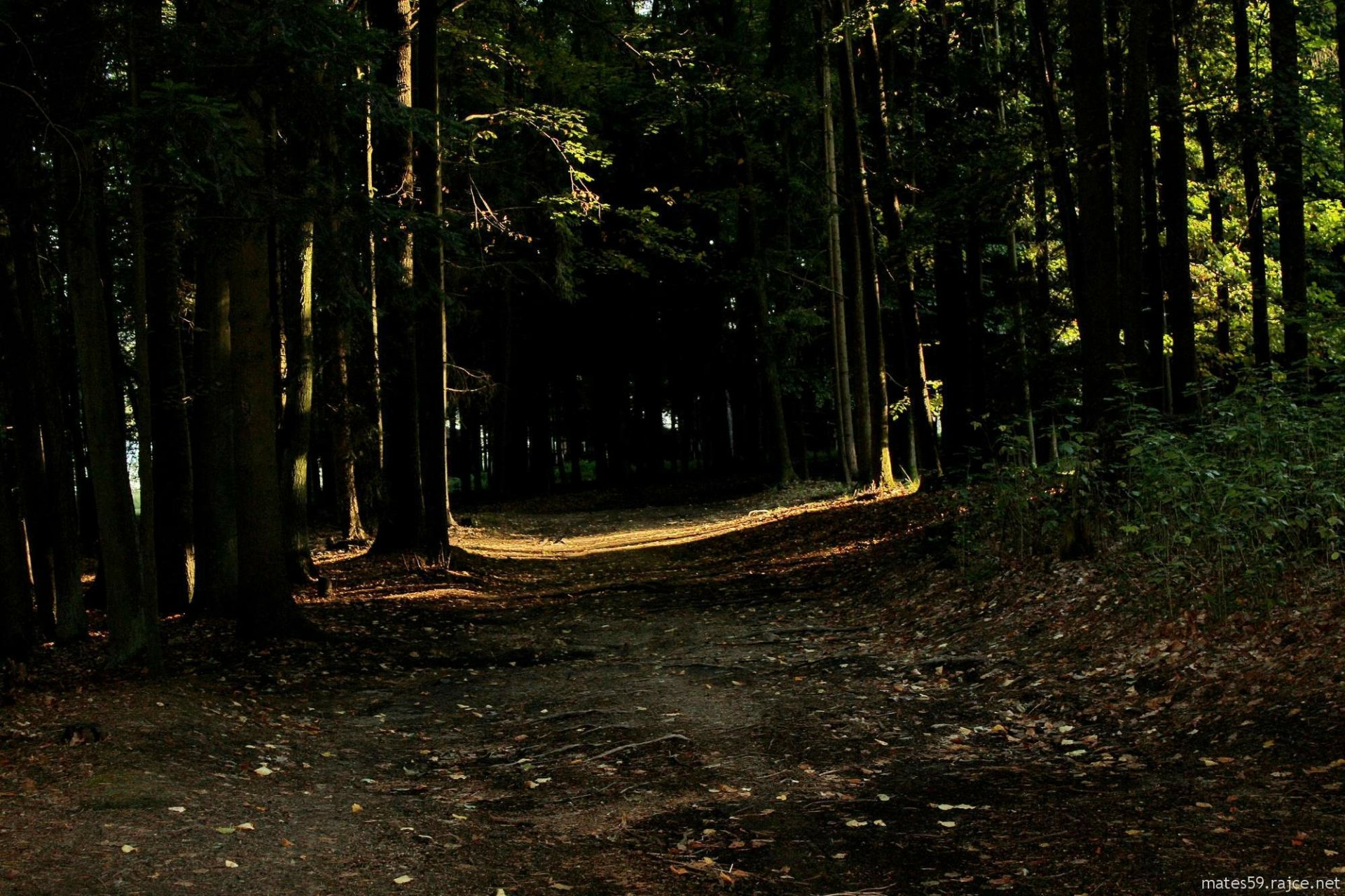 Nature Forest HD Wallpaper