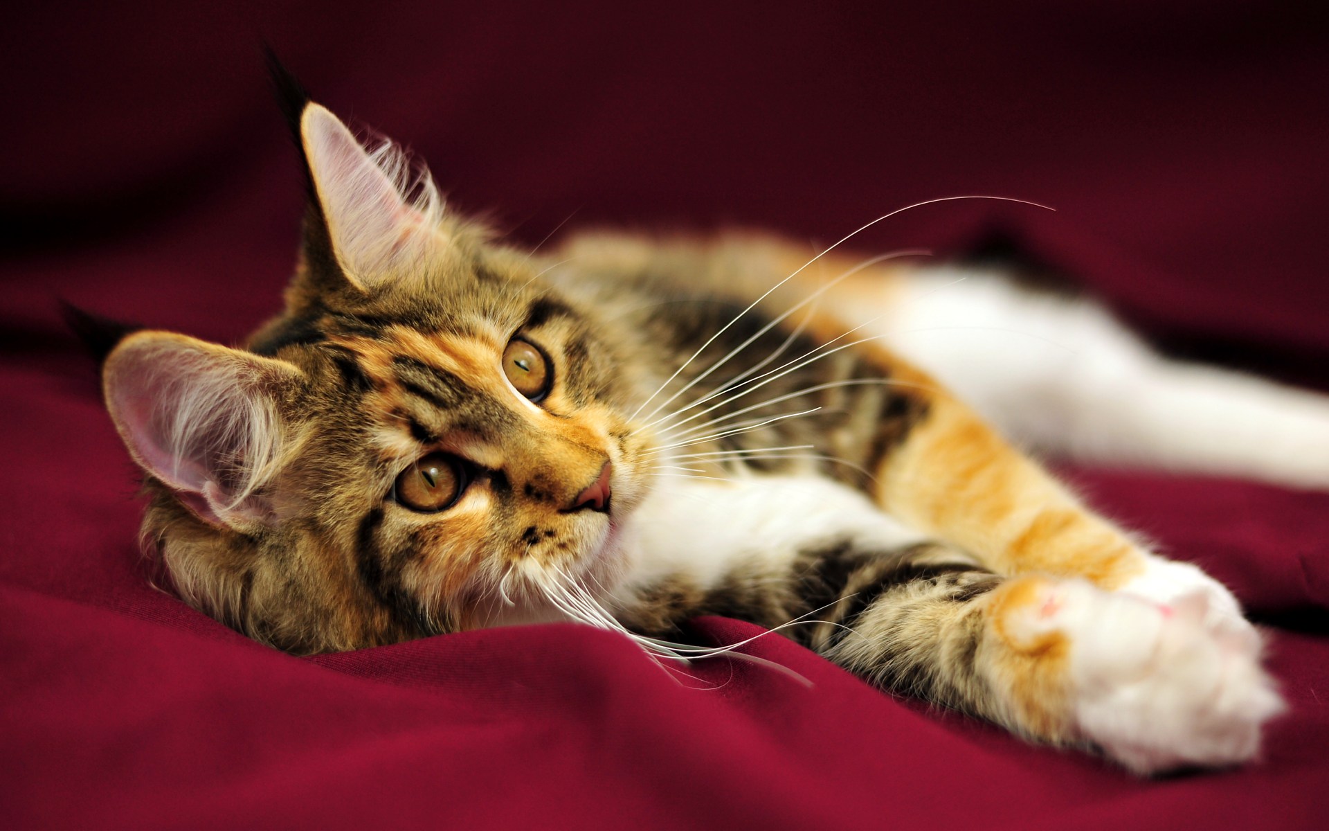 Download Animal Cat HD Wallpaper