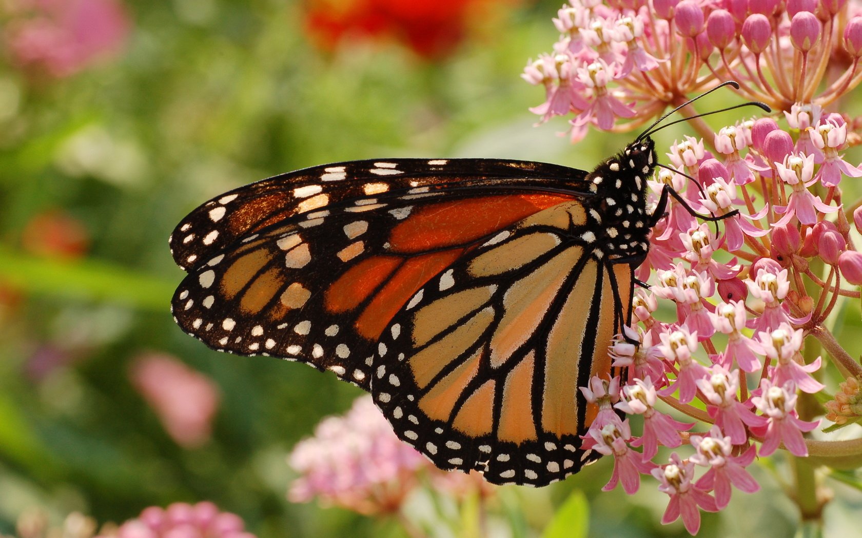 Download Animal Butterfly Wallpaper