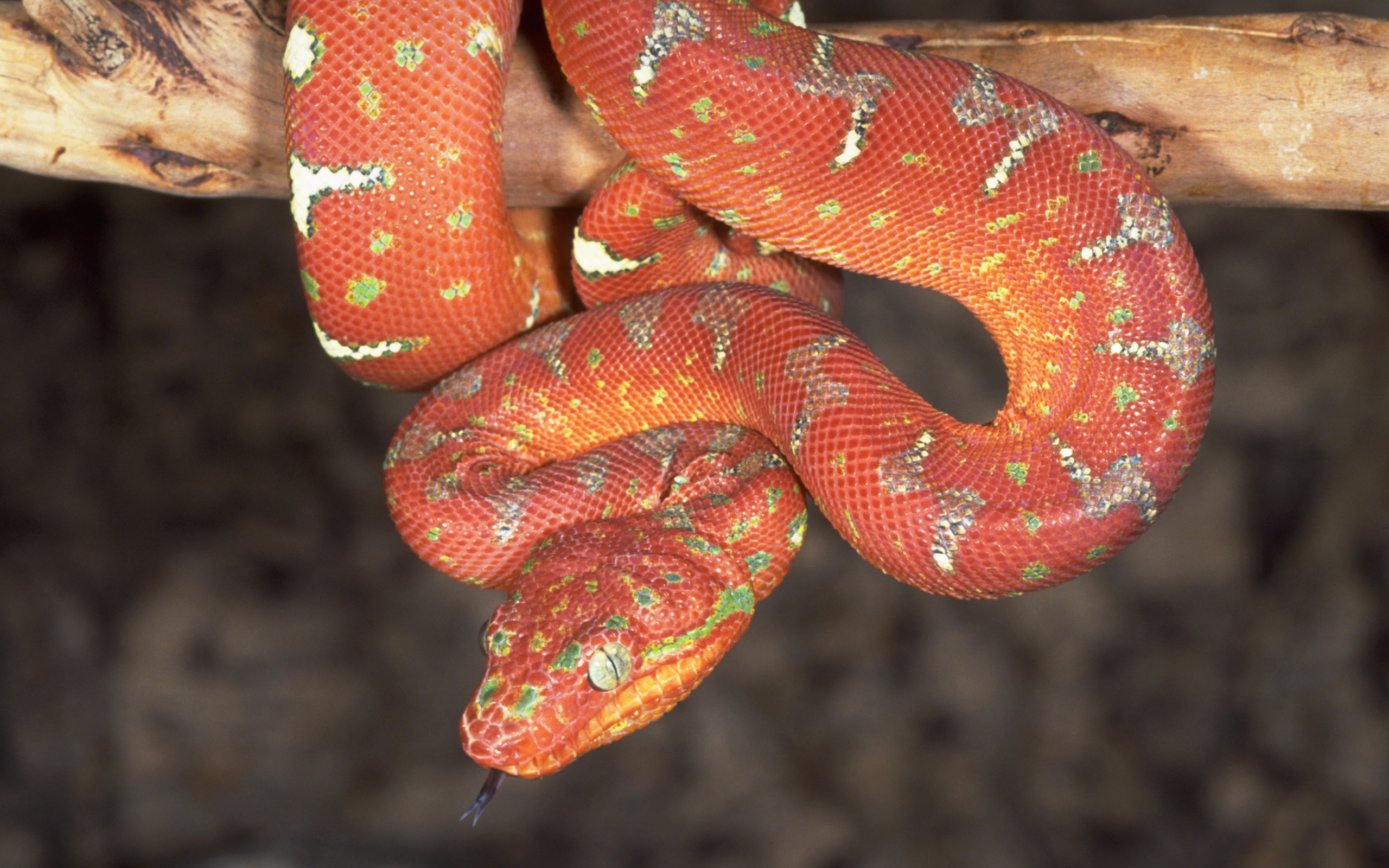 Download Animal Snake HD Wallpaper